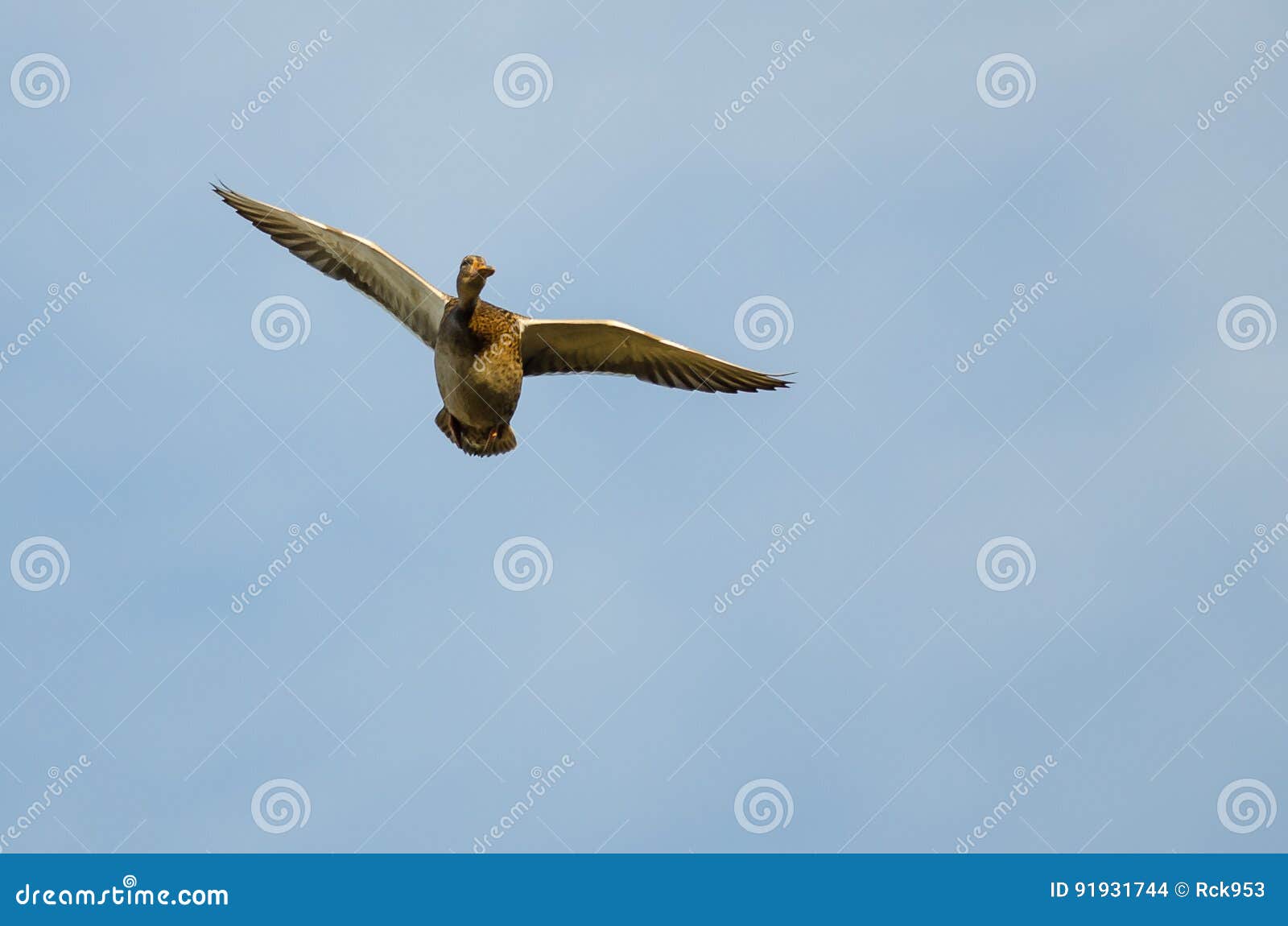 Mallard Duck Flying in a Blue Sky Stock Photo - Image of nature, duck ...