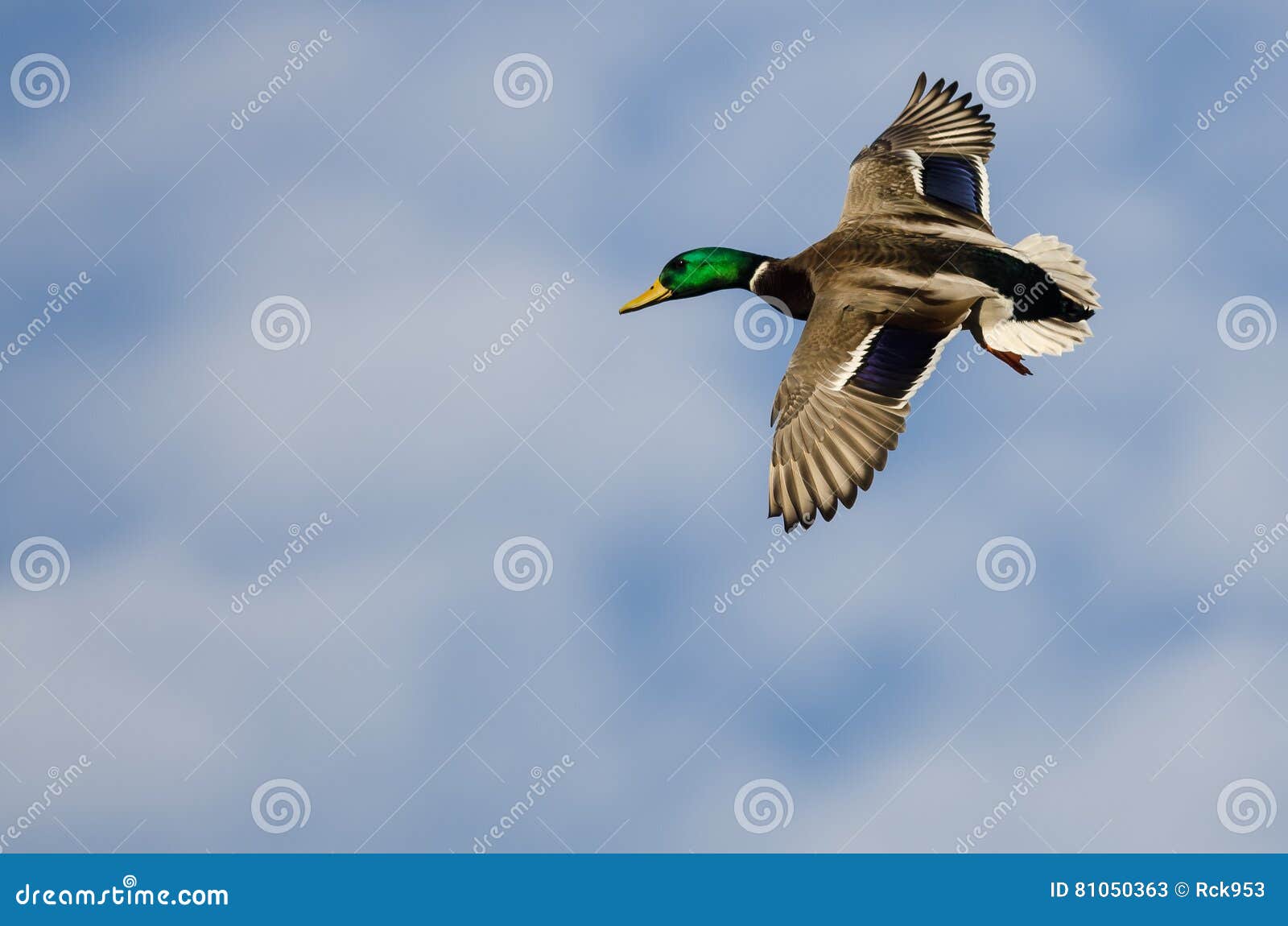 Mallard Duck Flying in a Cloudy Blue Sky Stock Image - Image of cloudy ...