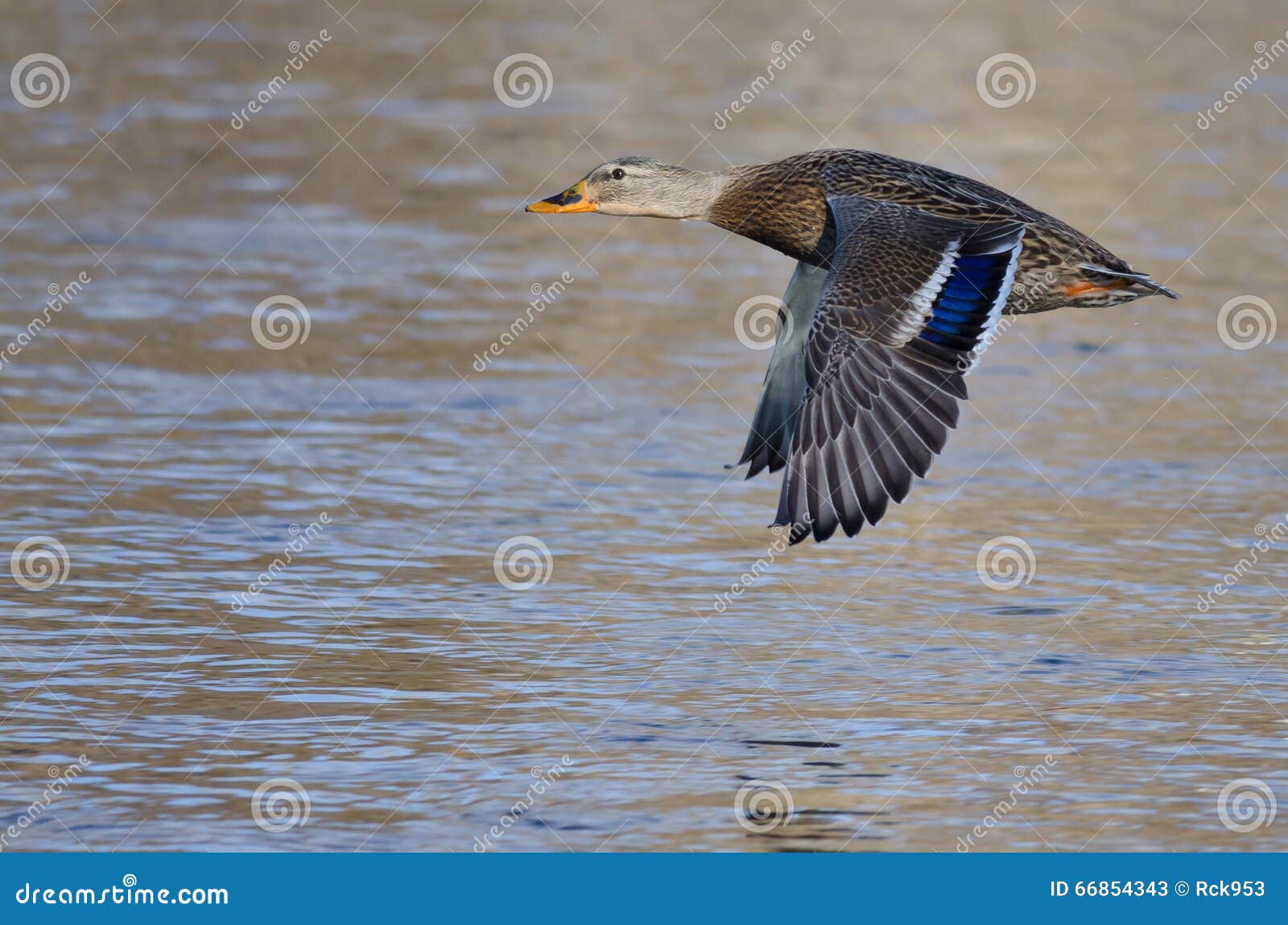 Mallard Duck Flying Low Over the River Stock Image - Image of wild ...