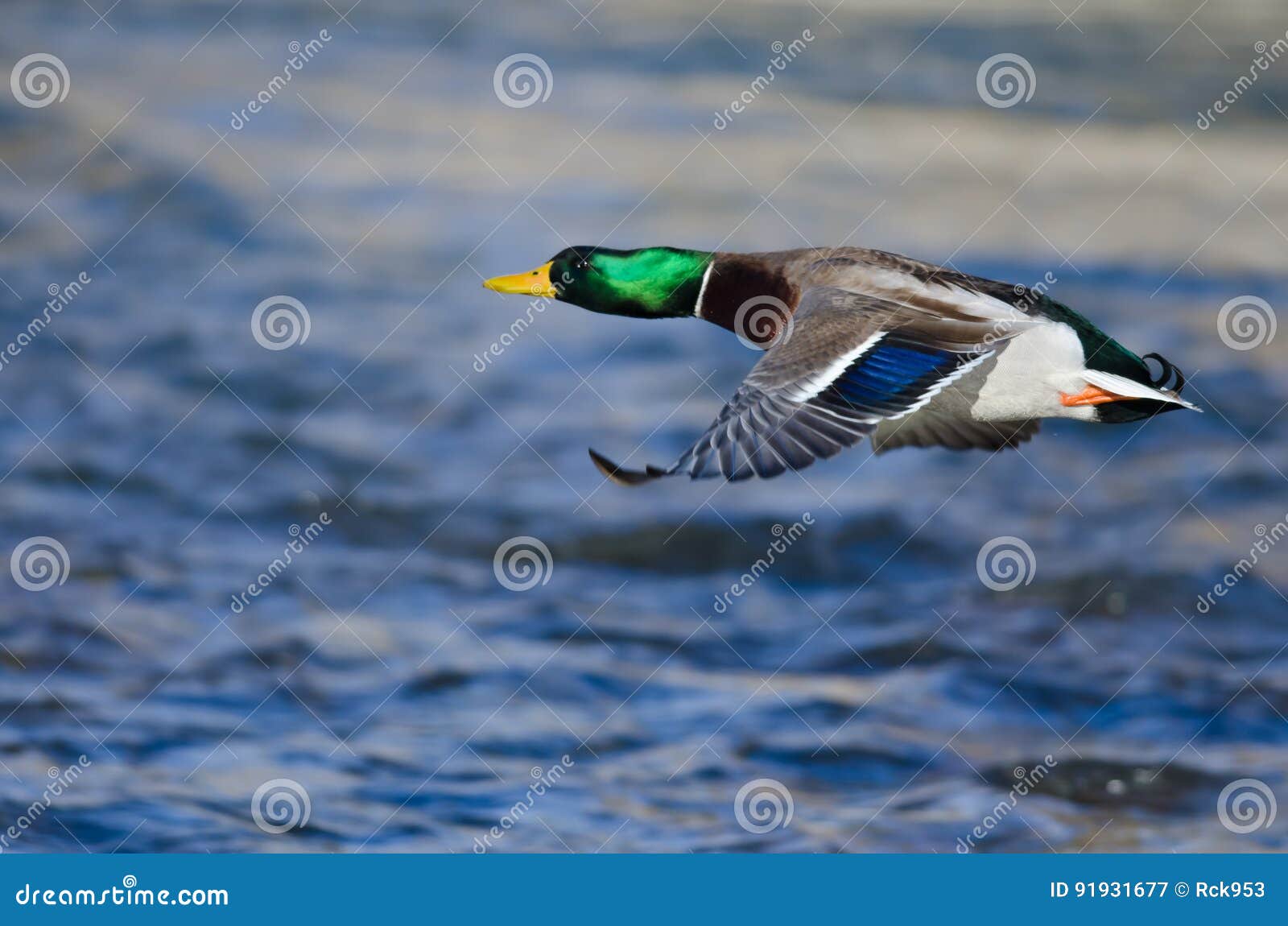 Mallard Duck Flying Low Over the River Stock Image - Image of bird ...