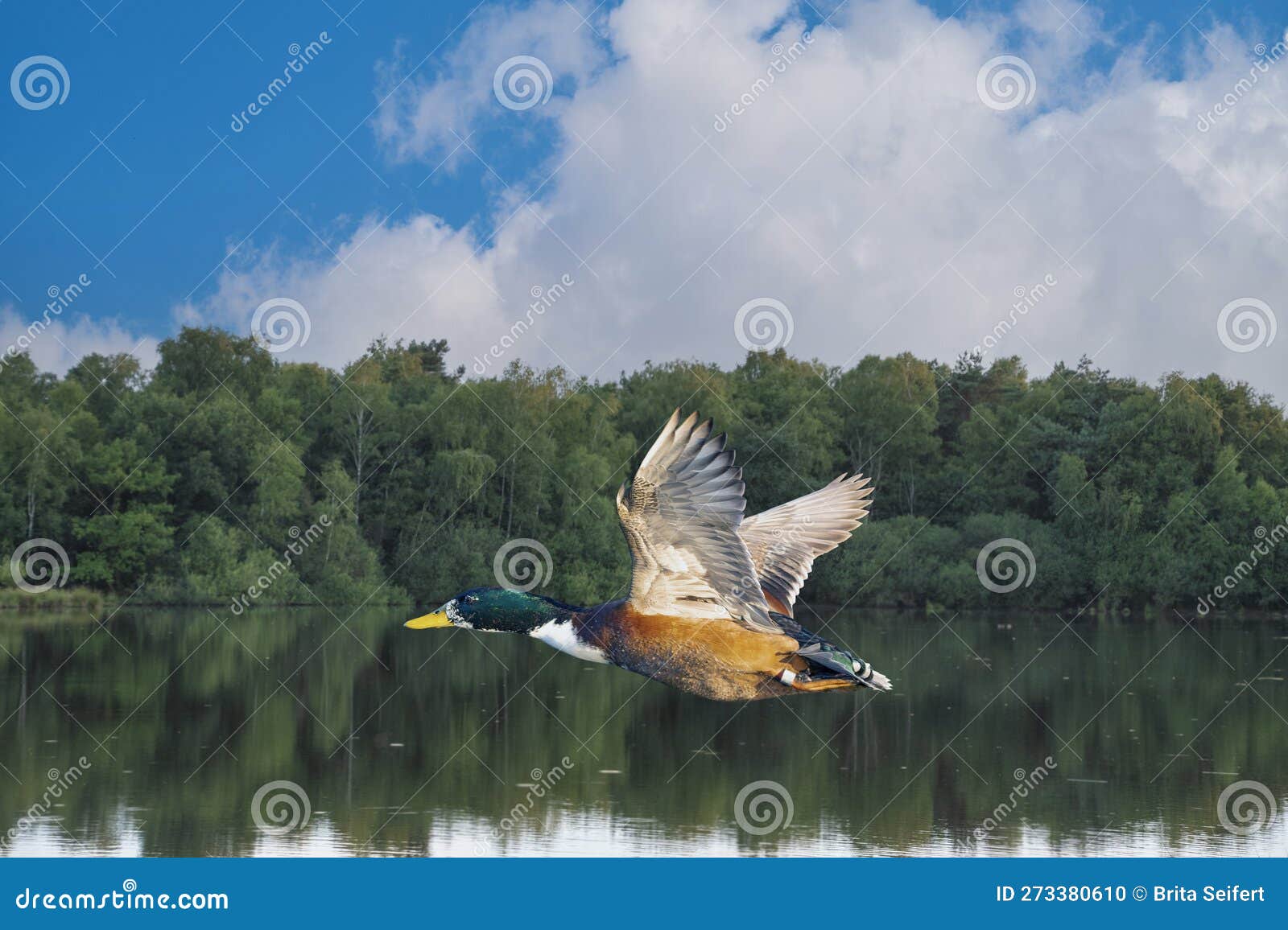Mallard Duck Flying Low Over the Summer Wetlands Stock Photo - Image of ...