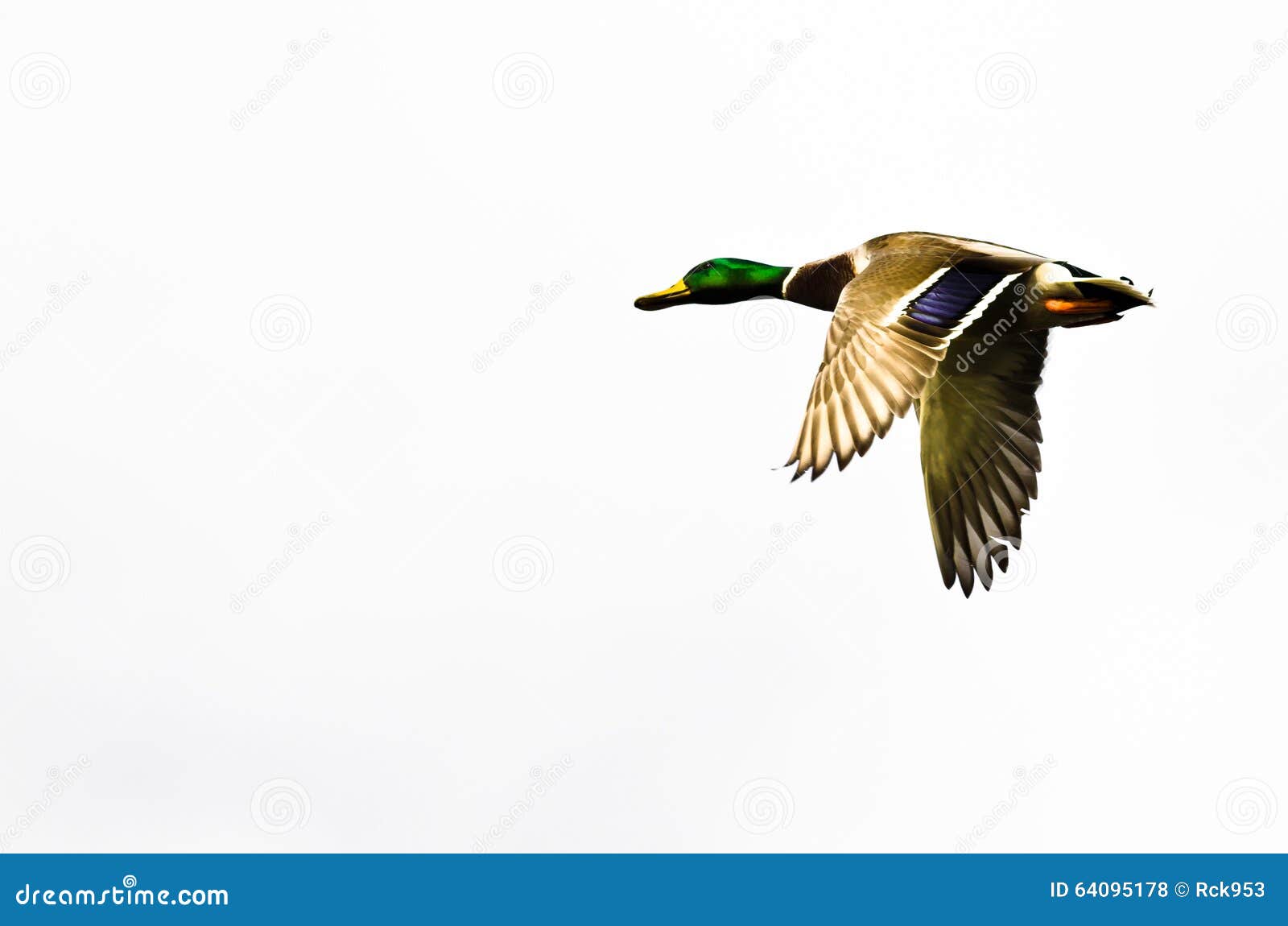 Mallard Duck Flying on a White Background Stock Photo - Image of white ...