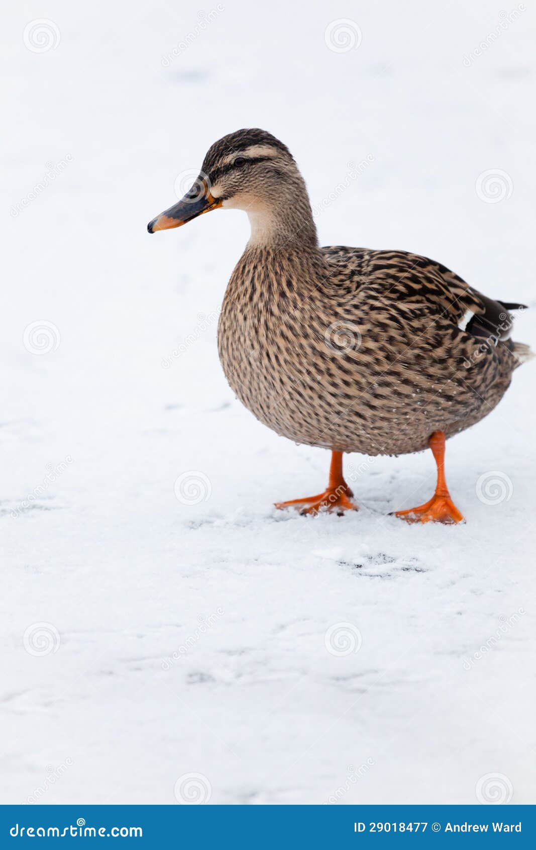 Mallard Duck on a Frozen Lake Stock Image - Image of feather, bird ...