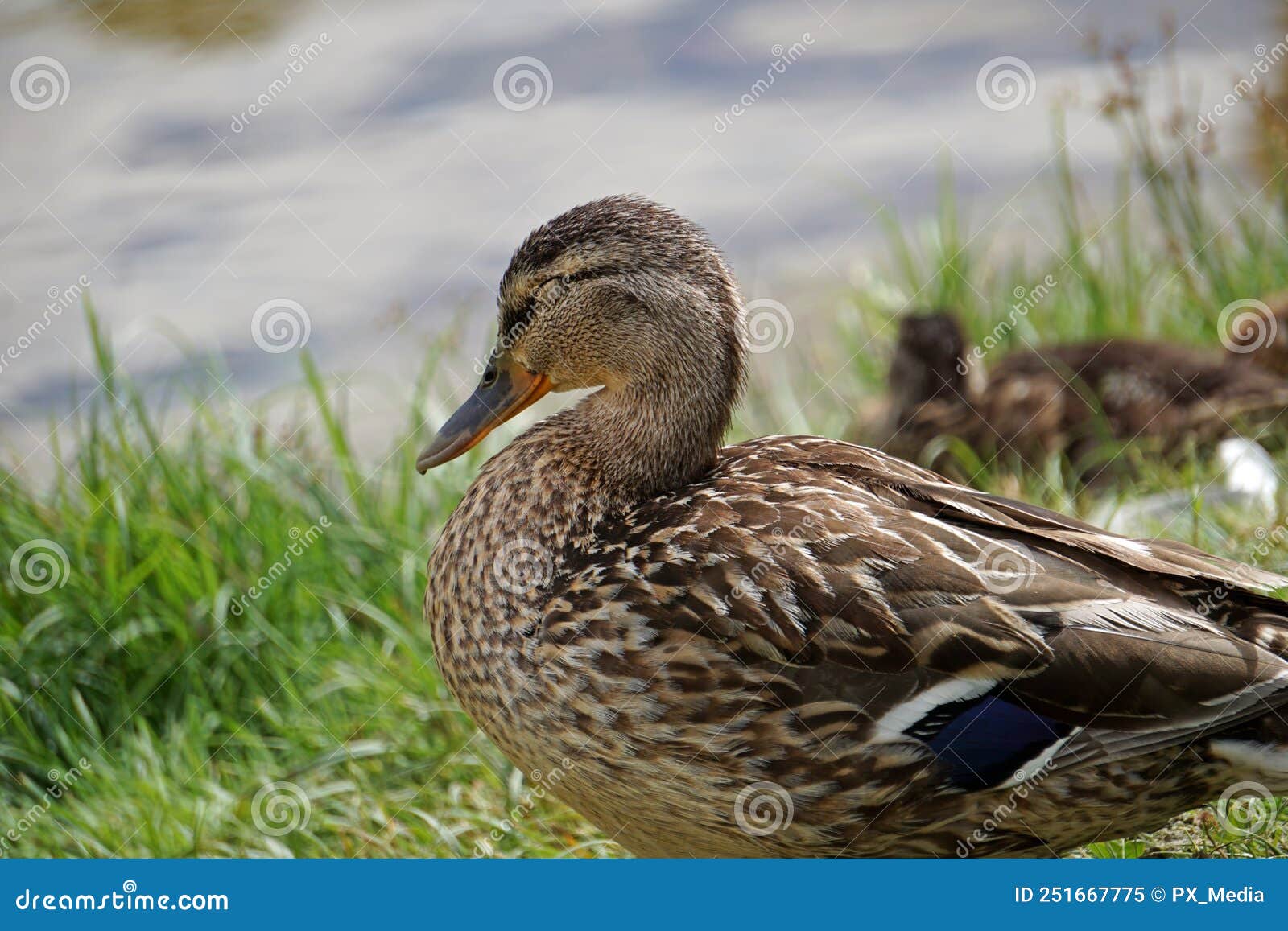 Mallard Duck on Grass, Water in Background Stock Image - Image of lake ...