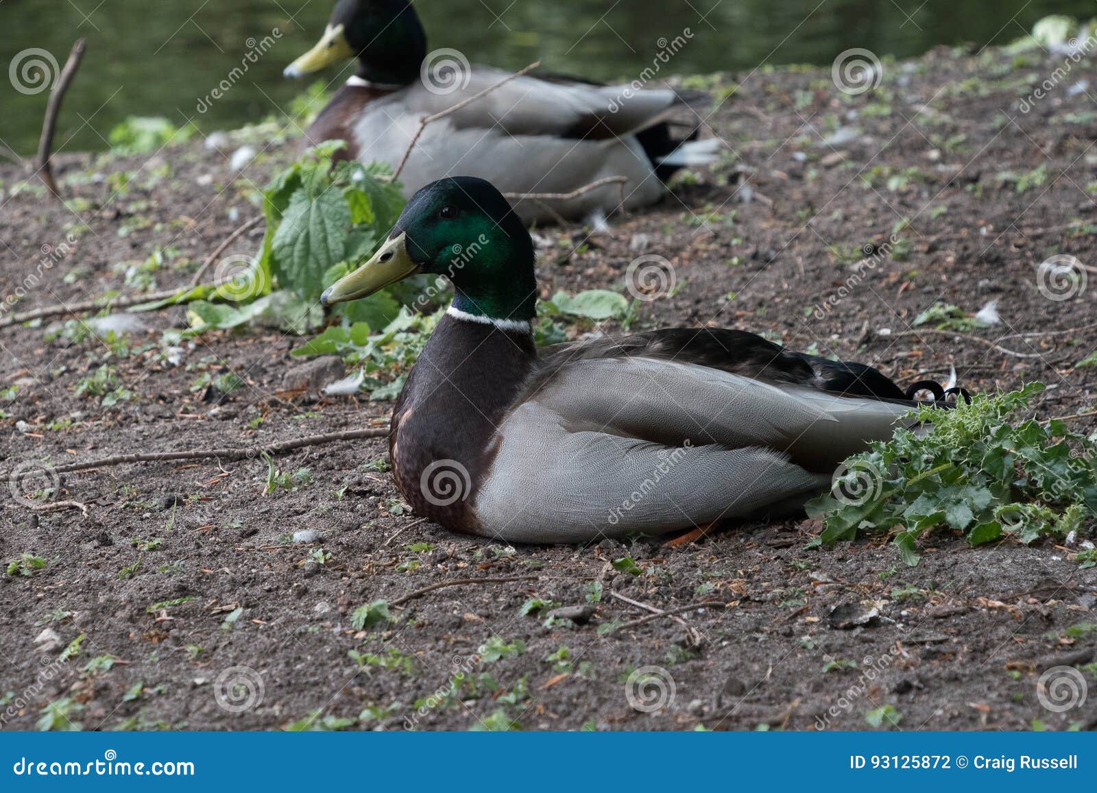 Mallard duck on ground stock photo. Image of animal, outdoor - 93125872