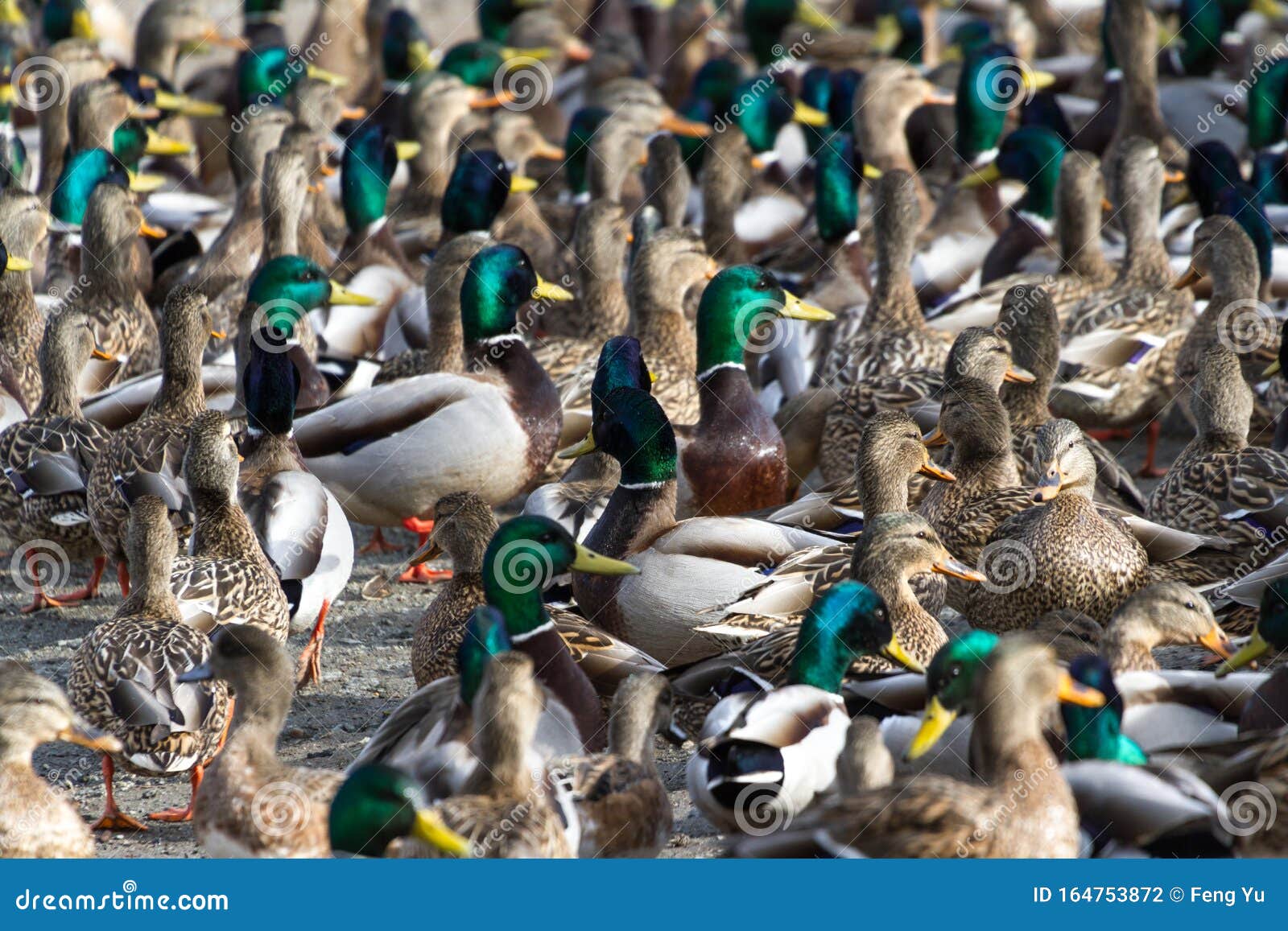 Flock of Mallard Duck stock photo. Image of school, green - 164753872