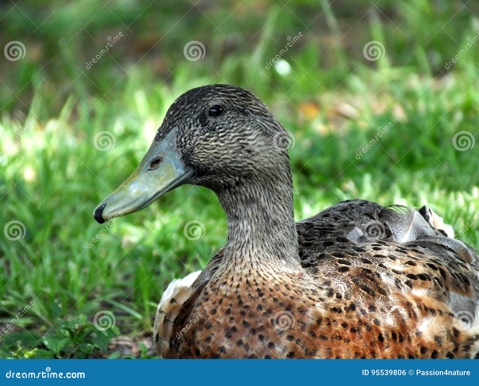 Mallard Duck - Hybrid stock photo. Image of grass, hybrid - 95539806