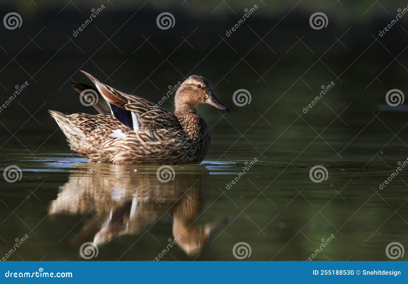 Mallard duck in the lake stock photo. Image of animal - 255188530