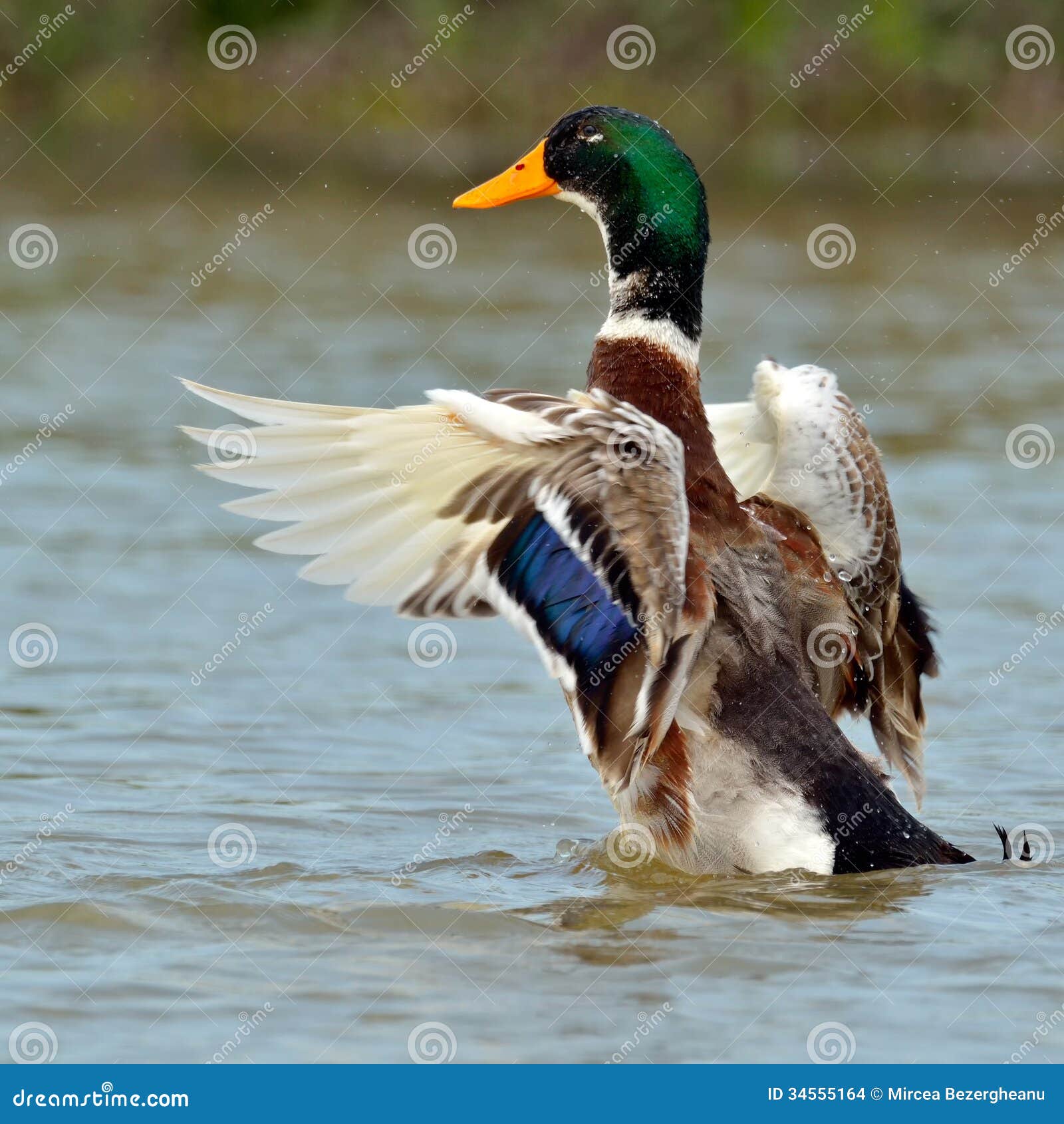 Mallard duck on the lake stock photo. Image of natural - 34555164