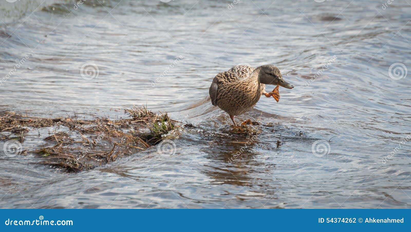 Mallard Duck Looking for Action. Stock Photo - Image of nature ...