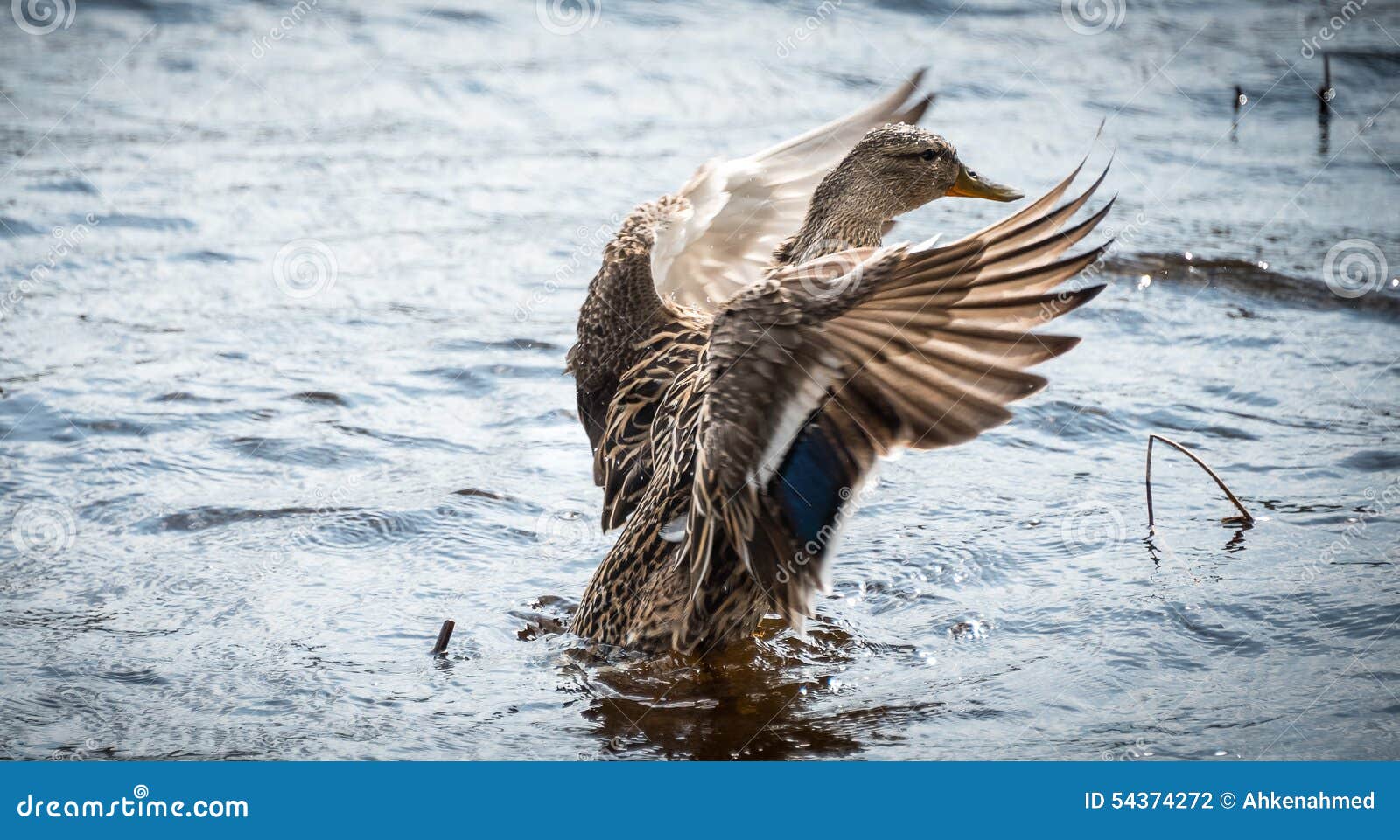 Mallard Duck Looking for Action. Stock Photo - Image of bill, bird ...
