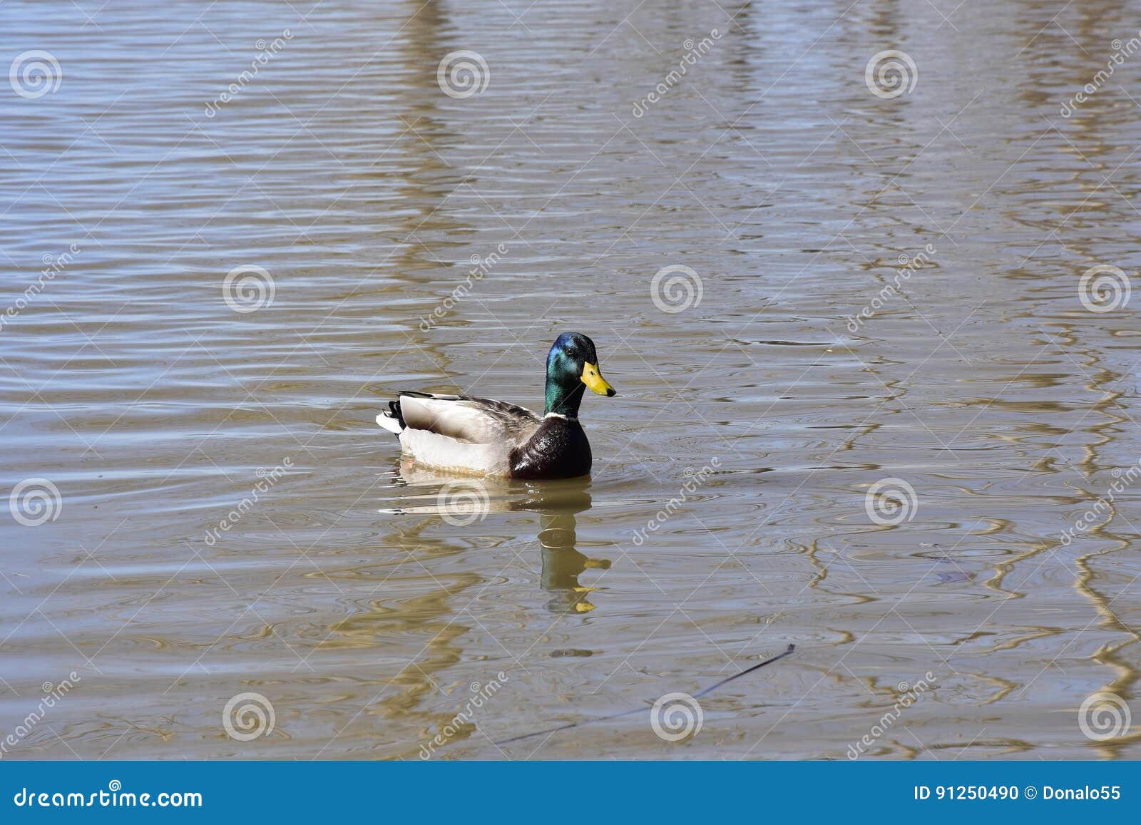 Mallard Duck Looking Back at You Stock Photo - Image of birds, spring ...