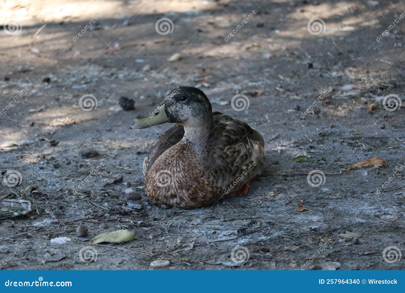 Mallard Duck Lying on Ground Stock Photo - Image of bird, natural ...