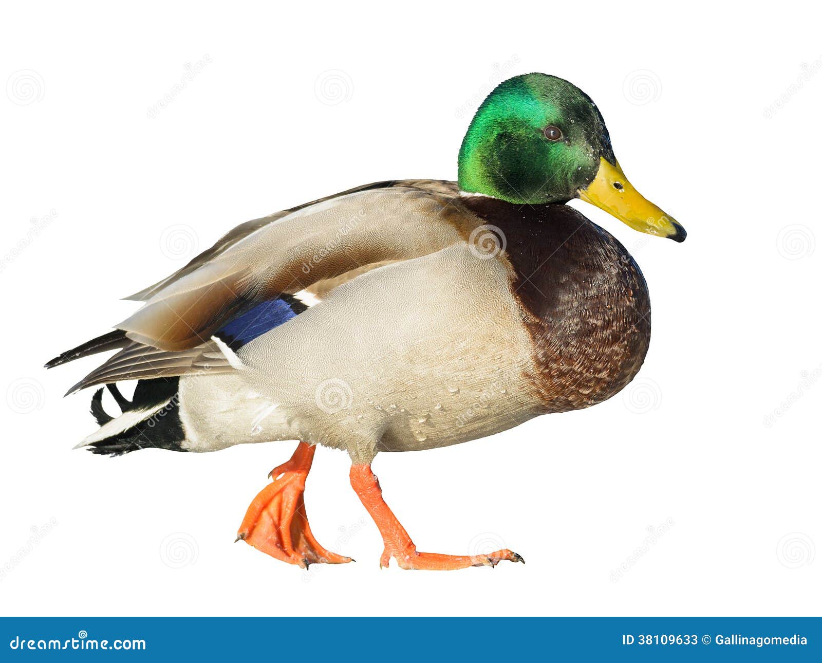 Mallard Duck stock image. Image of colors, duck, isolated - 38109633