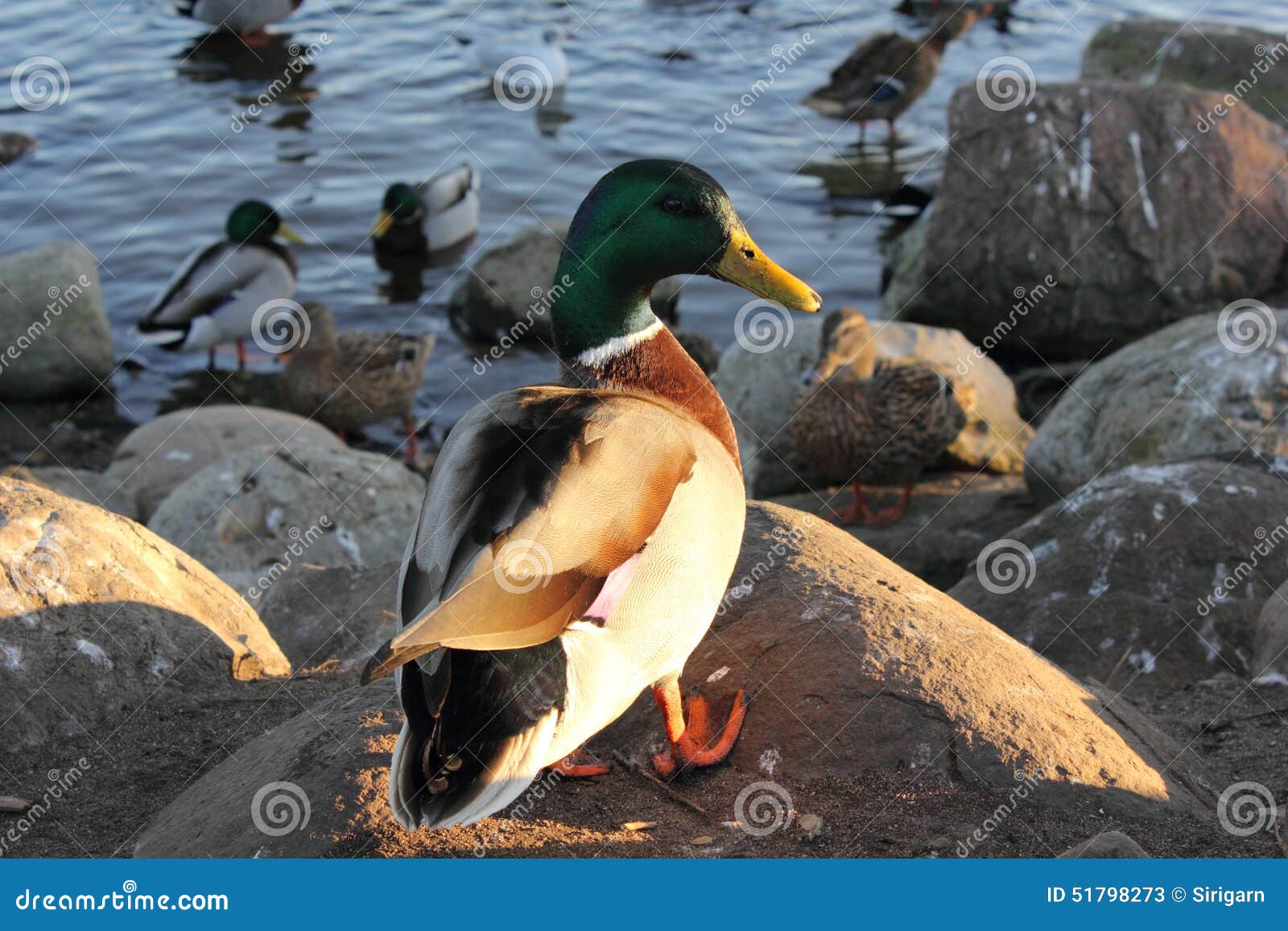 Male Malard Duck Royalty-Free Stock Photo | CartoonDealer.com #206816439