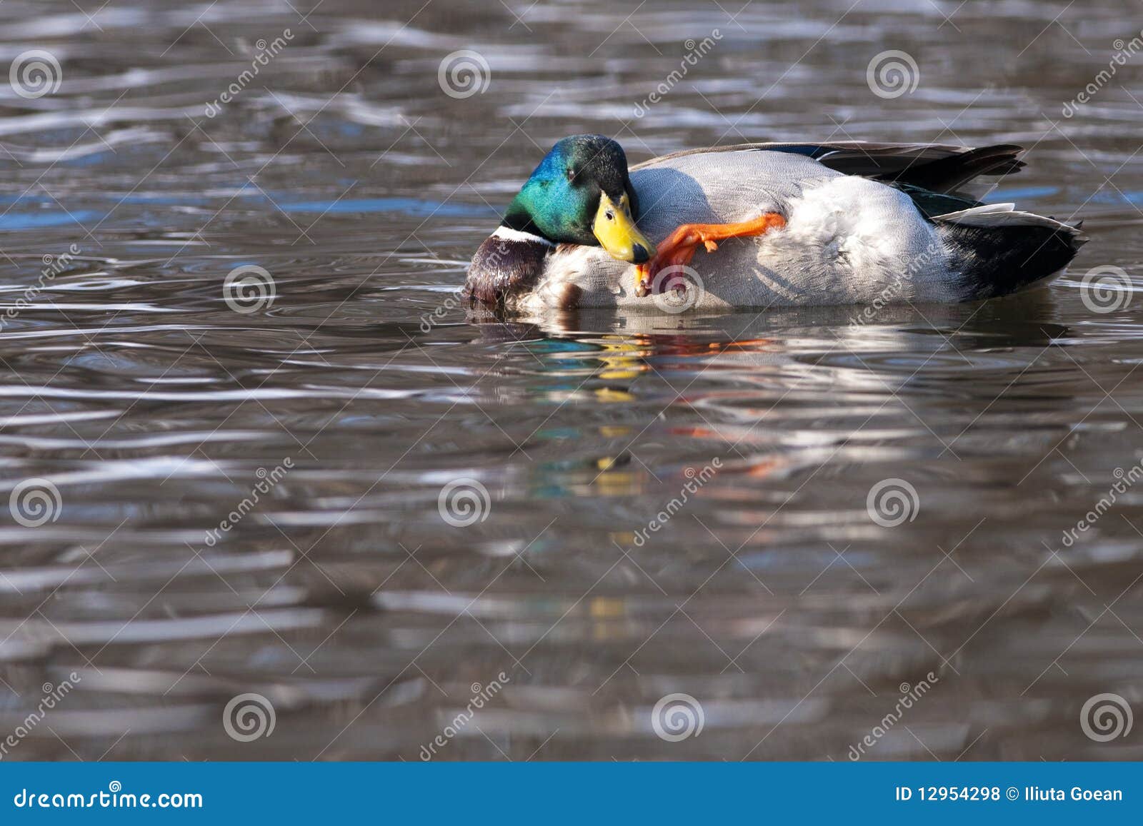 Mallard Duck Male Scratching on Water Stock Photo - Image of anas ...