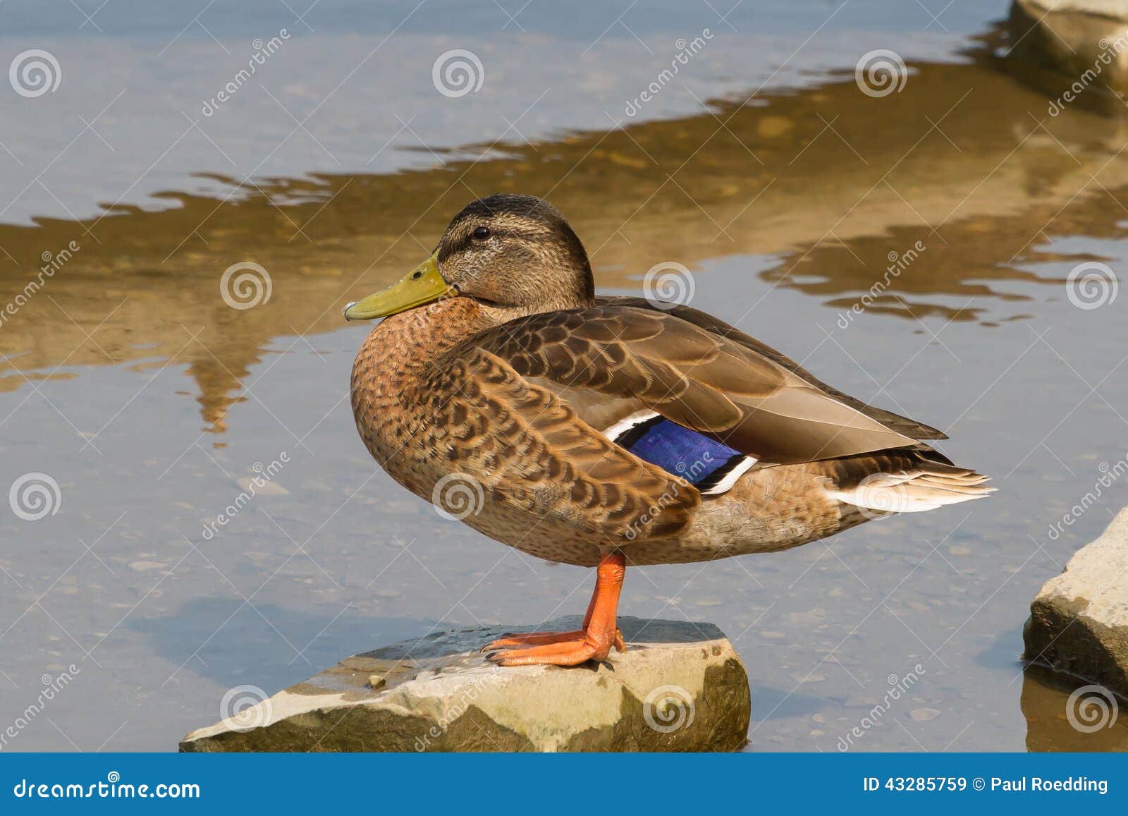 Mallard Duck stock image. Image of mallard, nature, water - 43285759