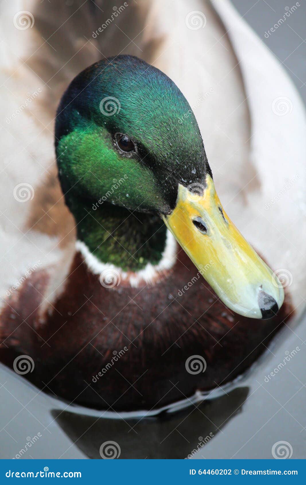 Mallard Duck stock photo. Image of beak, duck, fowl, nature - 64460202