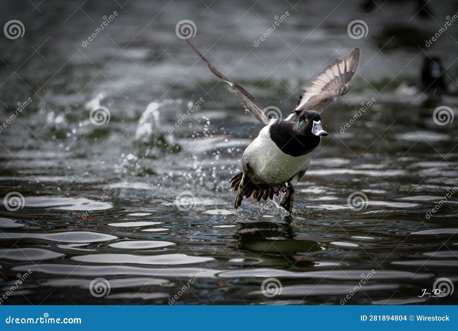 Mallard Duck in Motion, Taking Off from the Surface of a Tranquil Pond ...