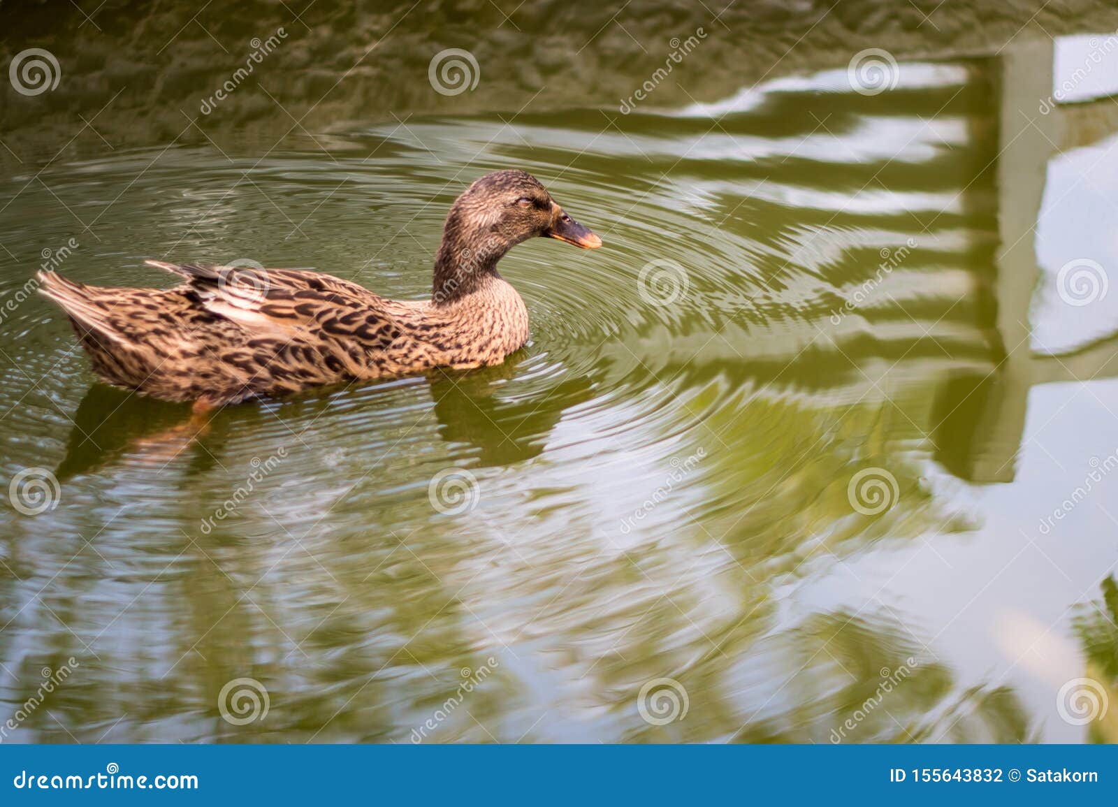 Mallard Duck Nap while Floating Stock Photo - Image of beautiful, fowl ...