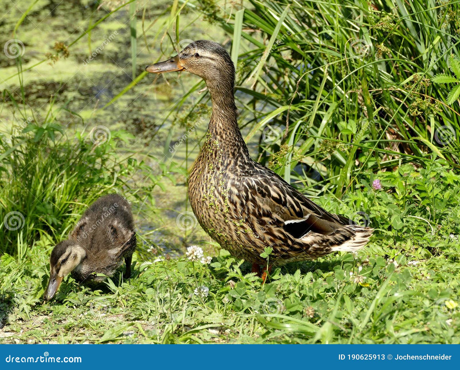 Mallard Duck with Offspring beside a Pond Stock Image - Image of ...