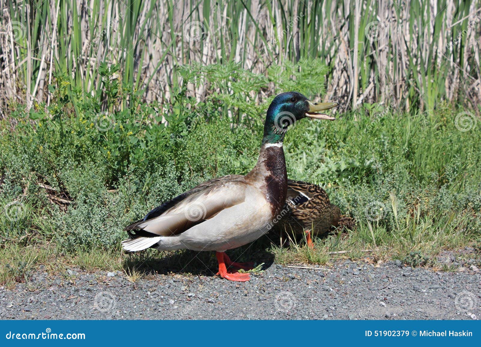 Mallard Duck with Open Beak Stock Image - Image of close, beak: 51902379
