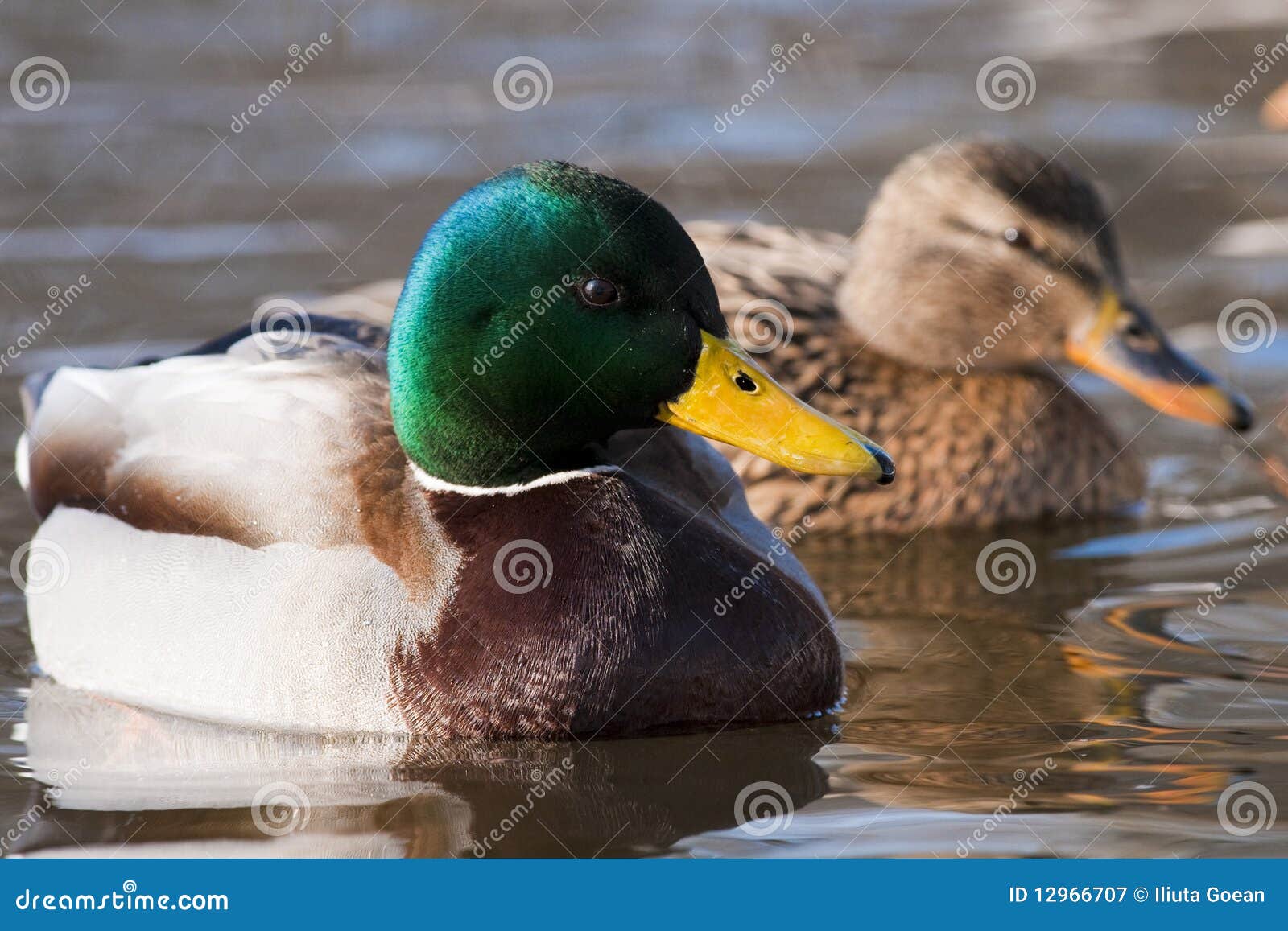 Mallard Duck pair on water stock image. Image of duck - 12966707