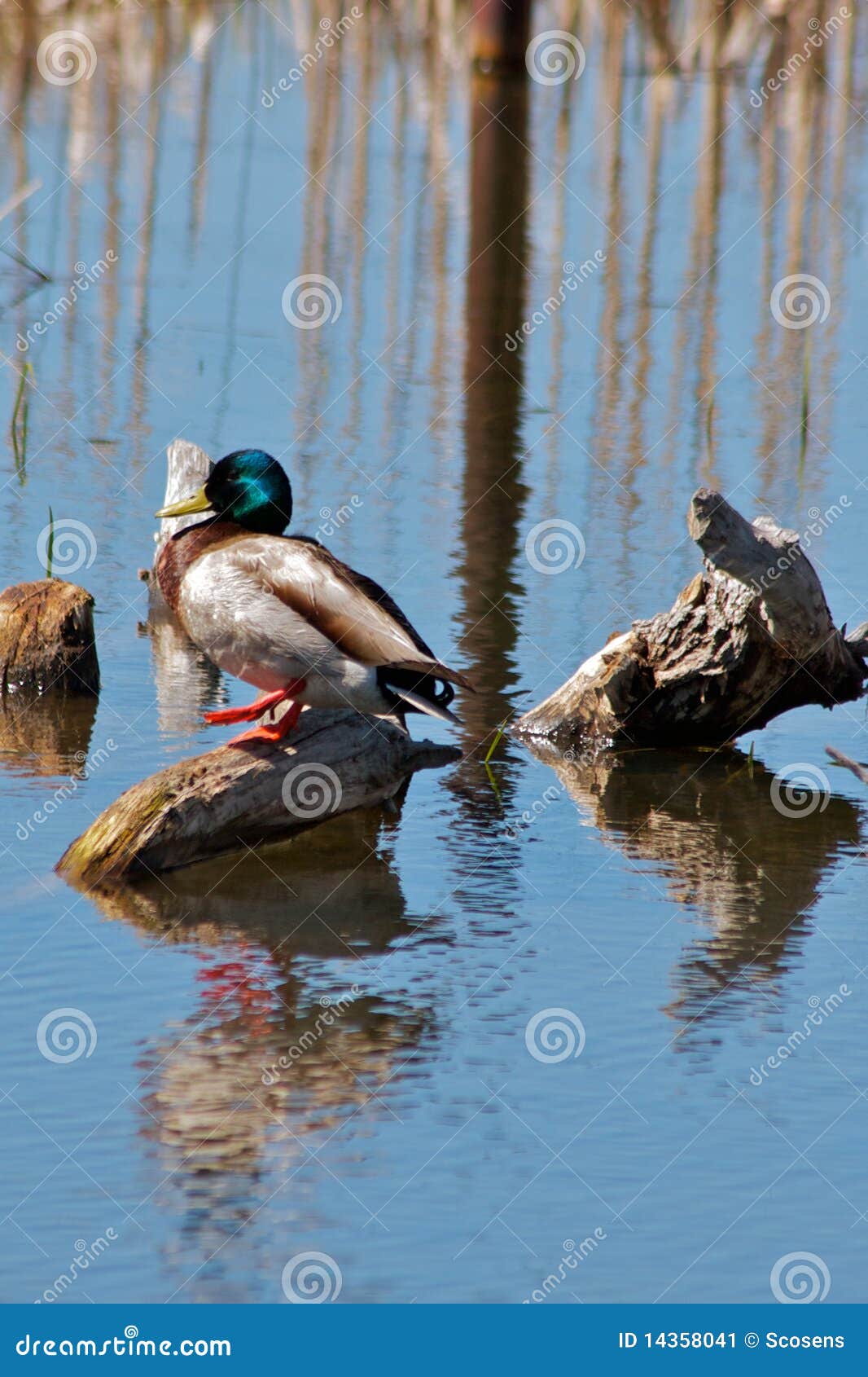 Mallard Duck in pond stock image. Image of pond, bird - 14358041