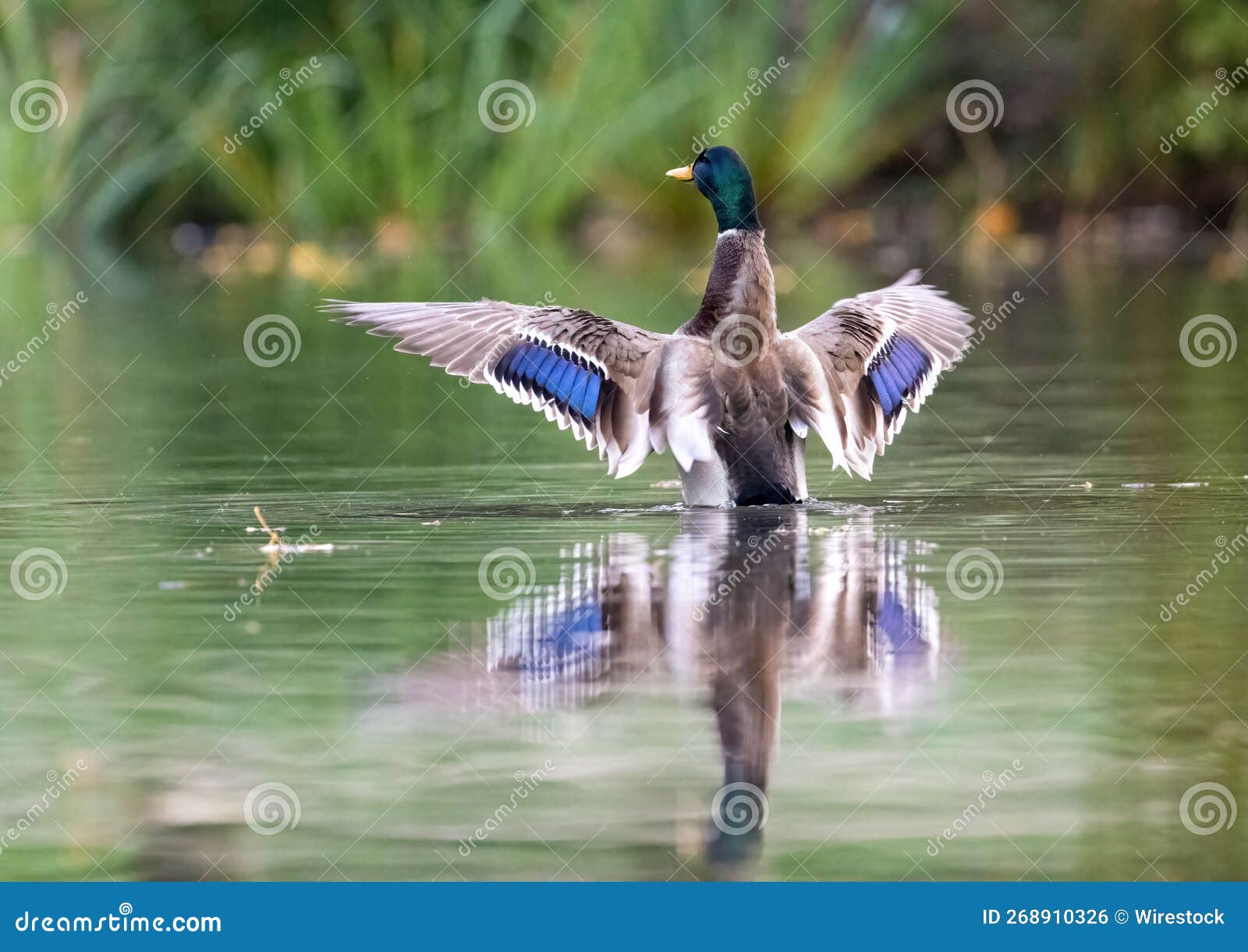 Mallard duck in a pond stock photo. Image of wing, wild - 268910326