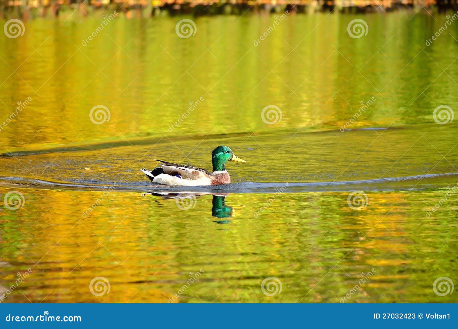 The Mallard Duck on the Pond Stock Image - Image of beauty, ornithology ...