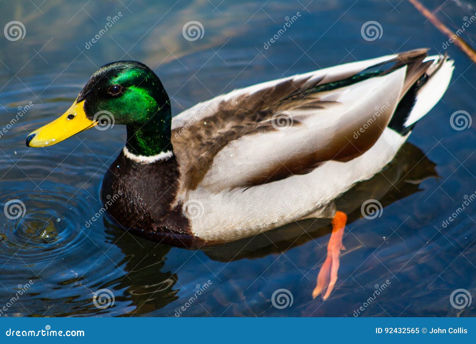 Mallard Duck Floating on a Clear Pond in North Carolina Stock Image ...