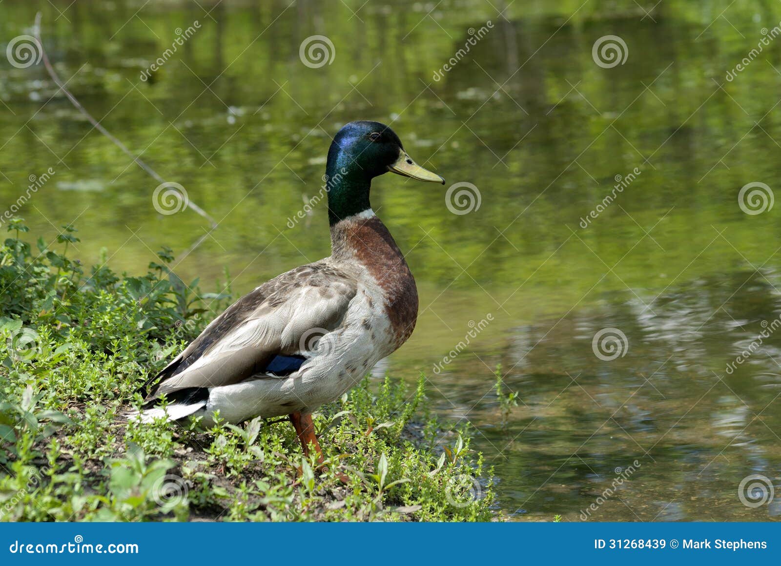 Mallard duck at a pond stock image. Image of outside - 31268439