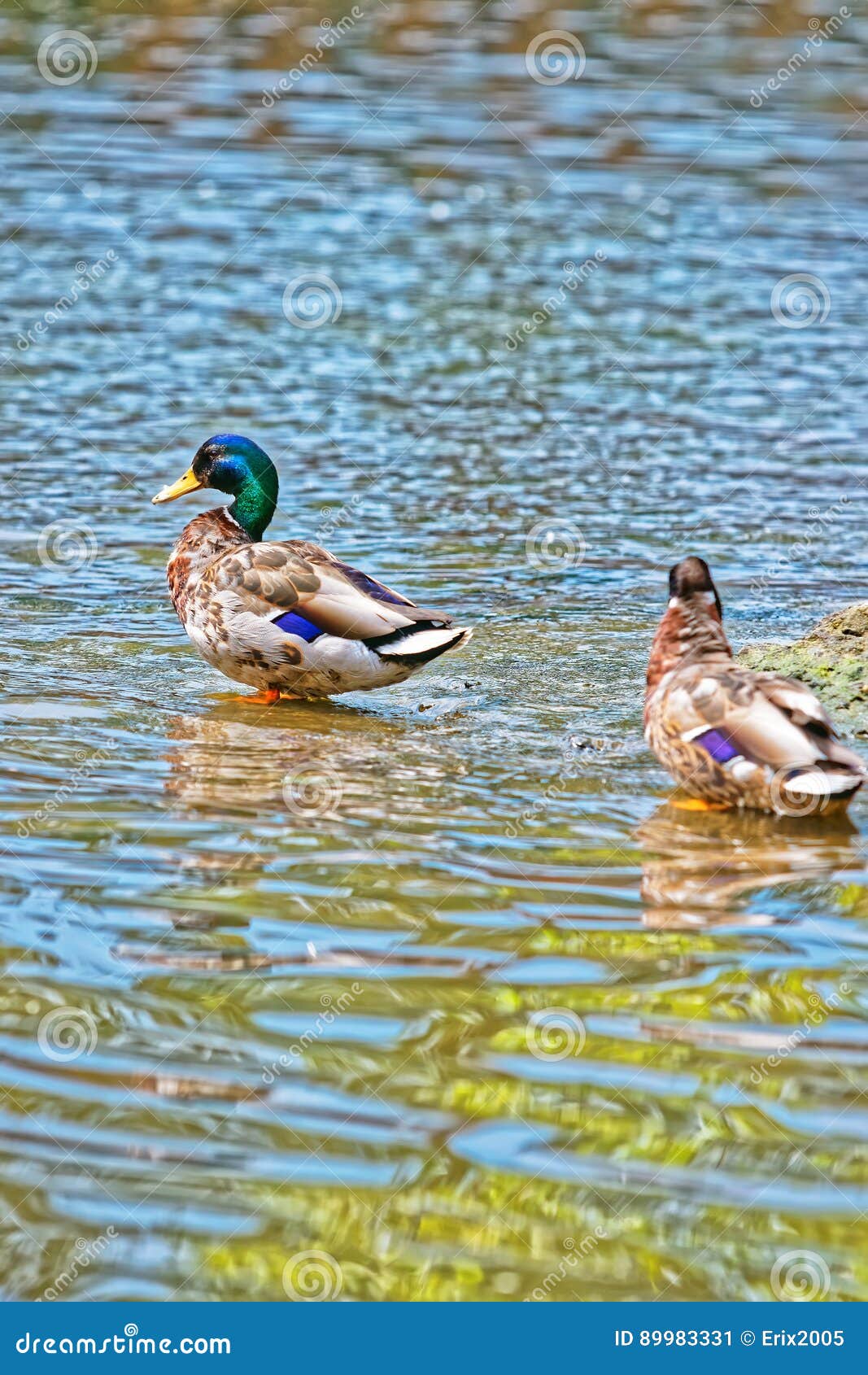 Mallard duck in pond stock image. Image of prague, pond - 89983331