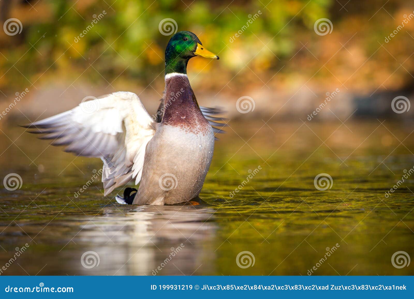 Mallard Duck Portrait in Pond Stock Image - Image of outside, duckling ...