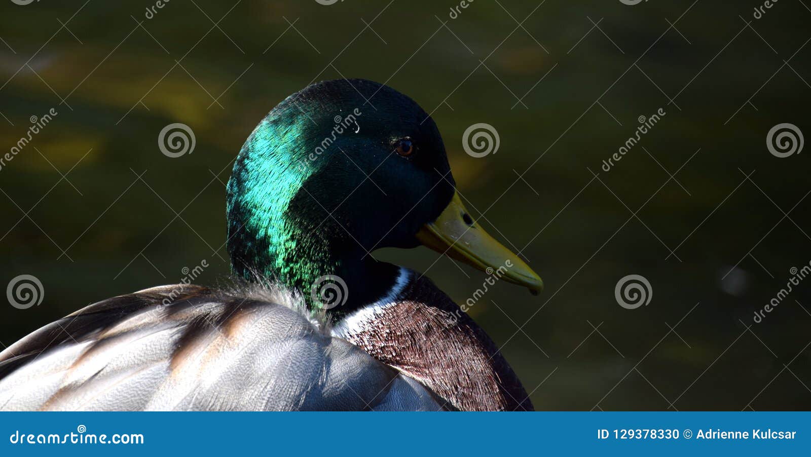 Mallard Duck Portrait on the Pond Stock Photo - Image of birds ...