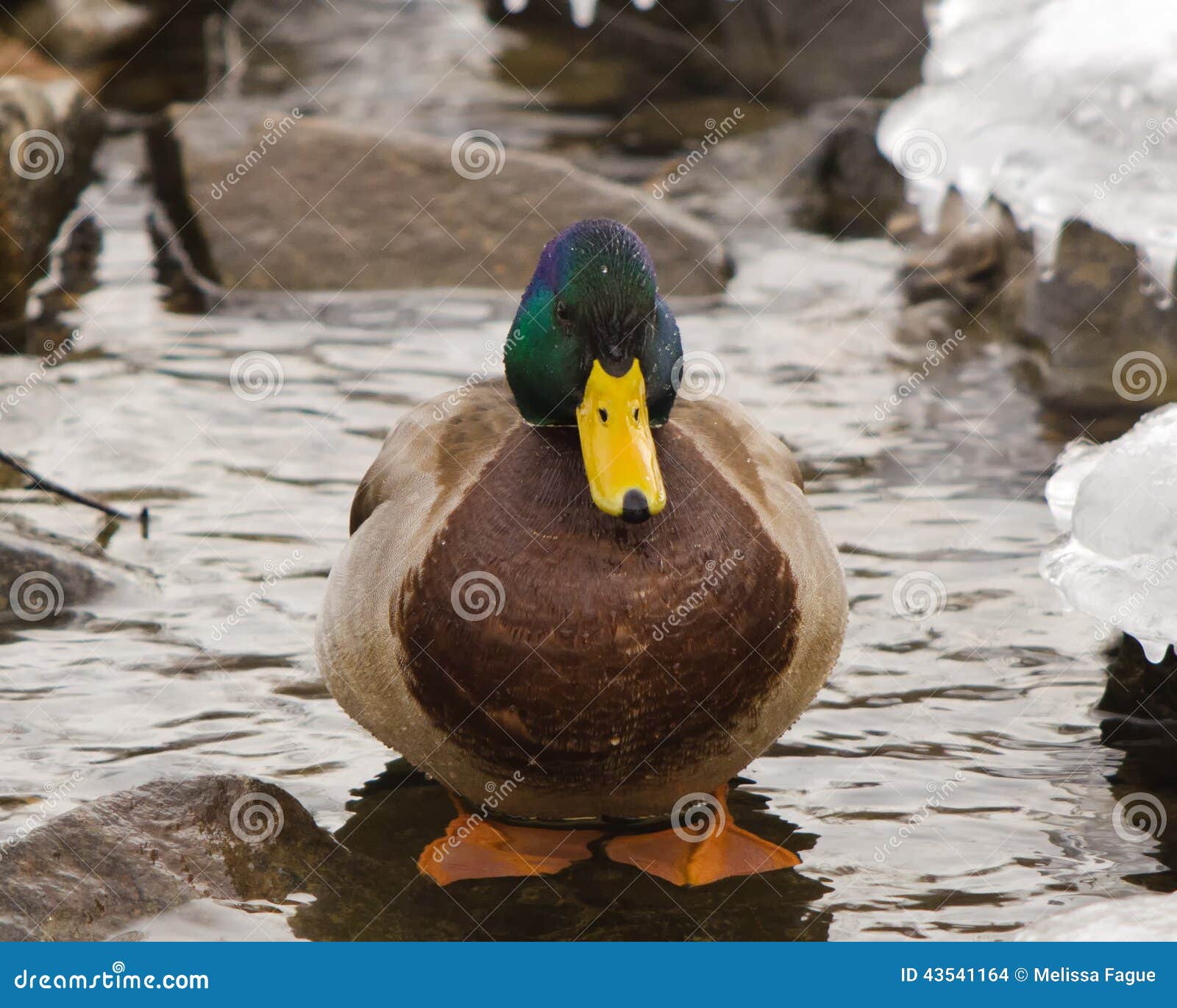 Mallard Duck at Powder Mill Stock Photo - Image of duck, animals: 43541164
