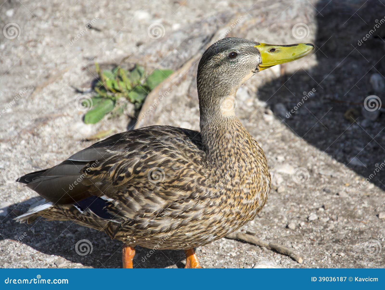 Duck In Profile Floats Cleaving The Smooth Surface Of The Water Stock ...