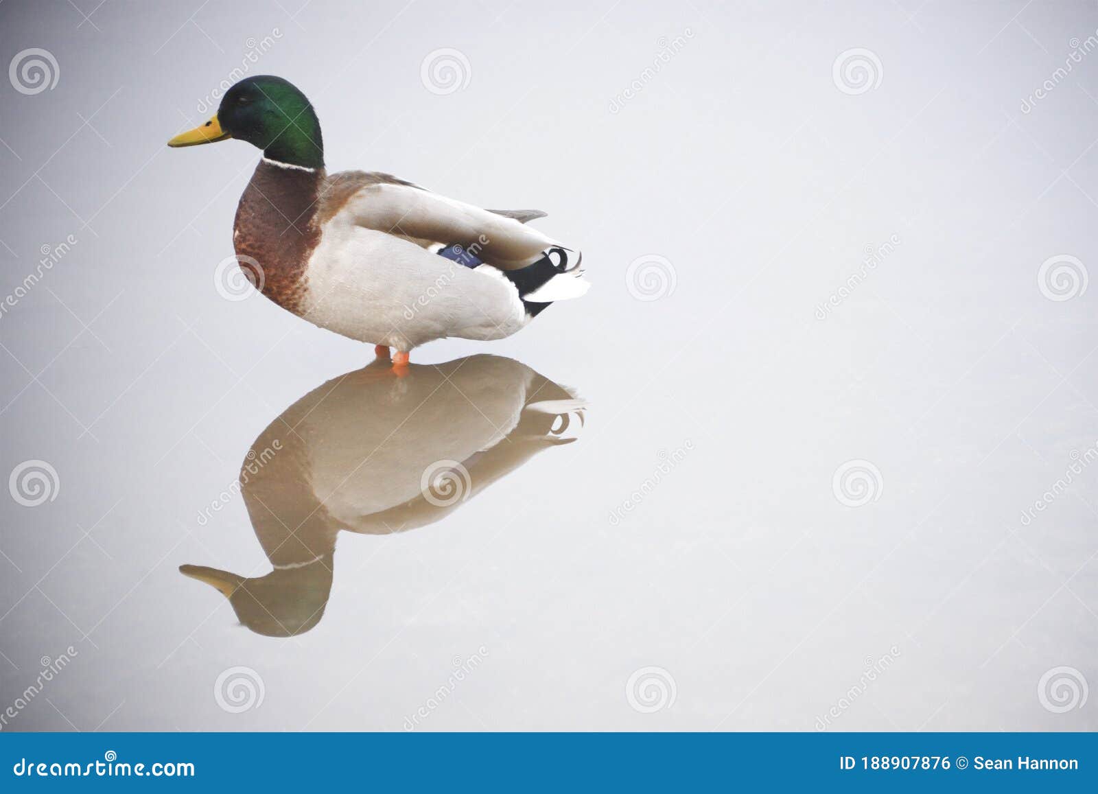 Royalty Free Images, Cartoons, Illustrations And Photos Designed By ...