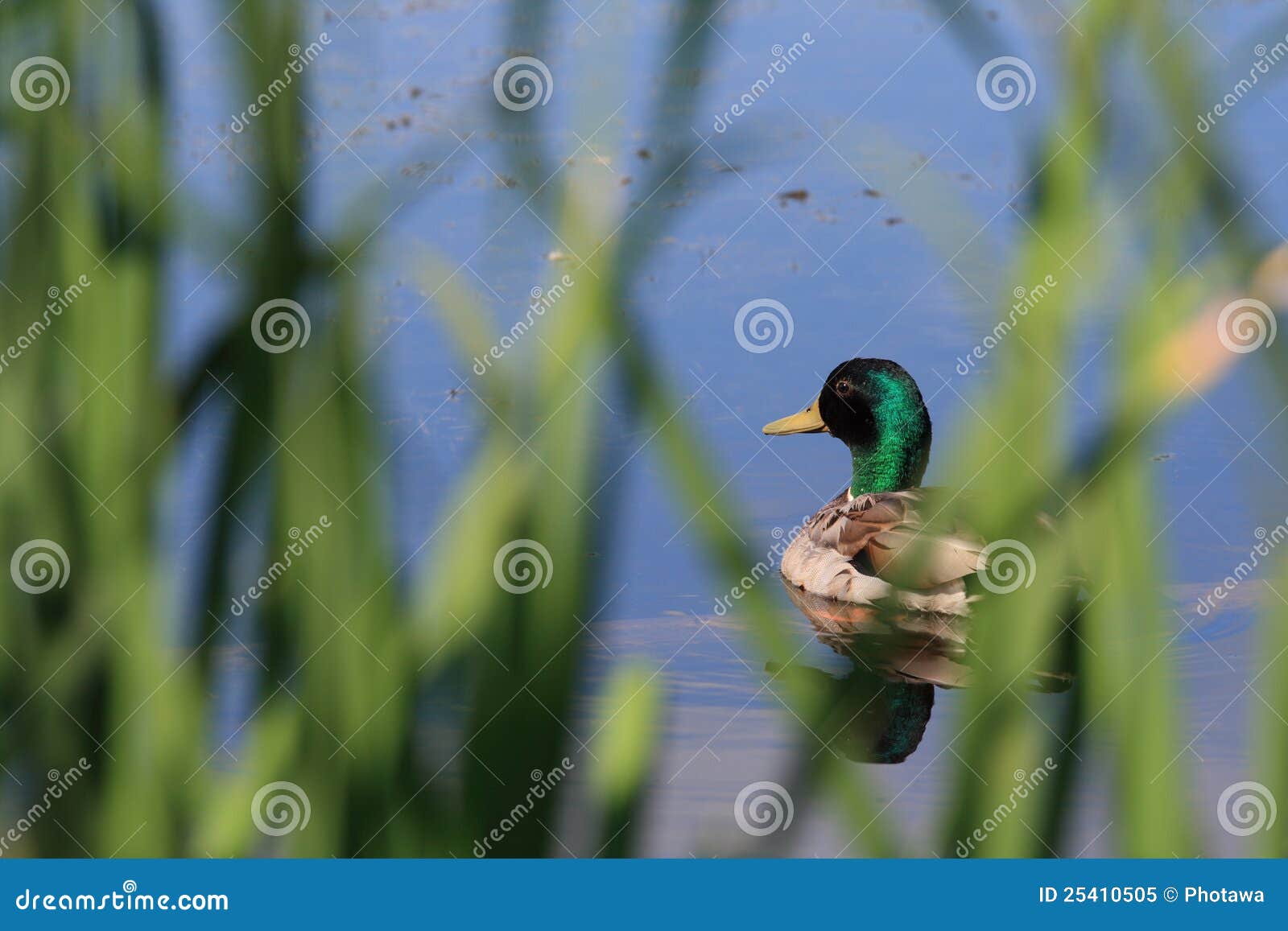 Mallard Duck through Reeds stock image. Image of brown - 25410505