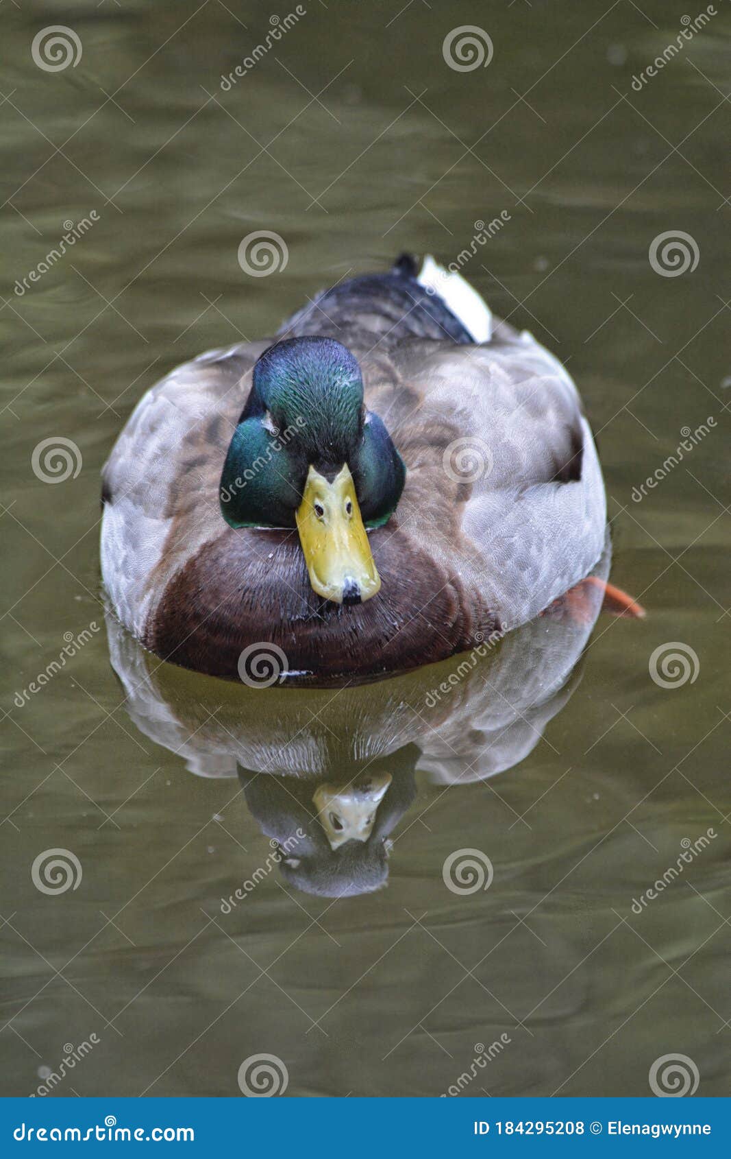 Mallard Duck and Reflection Stock Photo - Image of reflection, duck ...