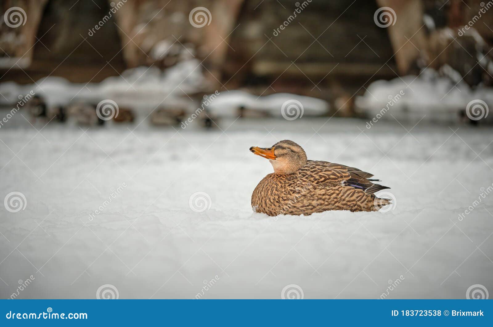 A Mallard Duck Resting on the Snow while Looking Smug Stock Photo ...