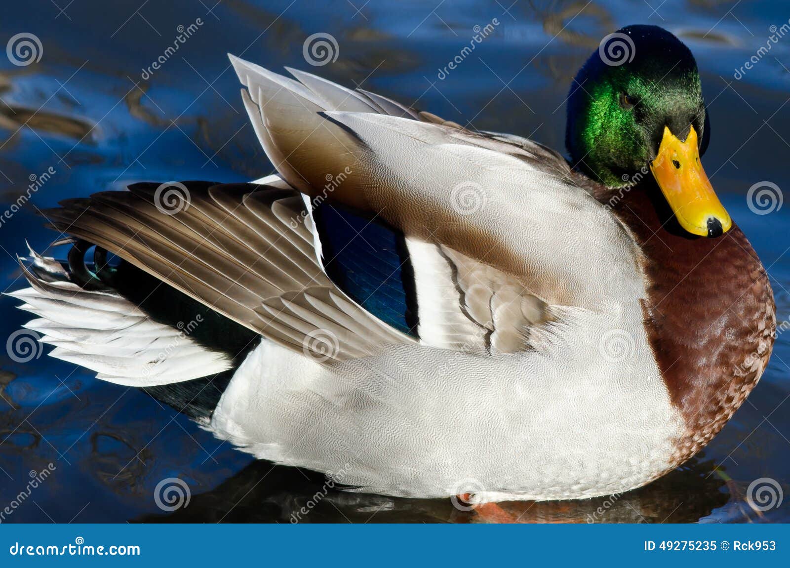 Mallard Duck Resting on the Water Stock Image - Image of male, pond ...