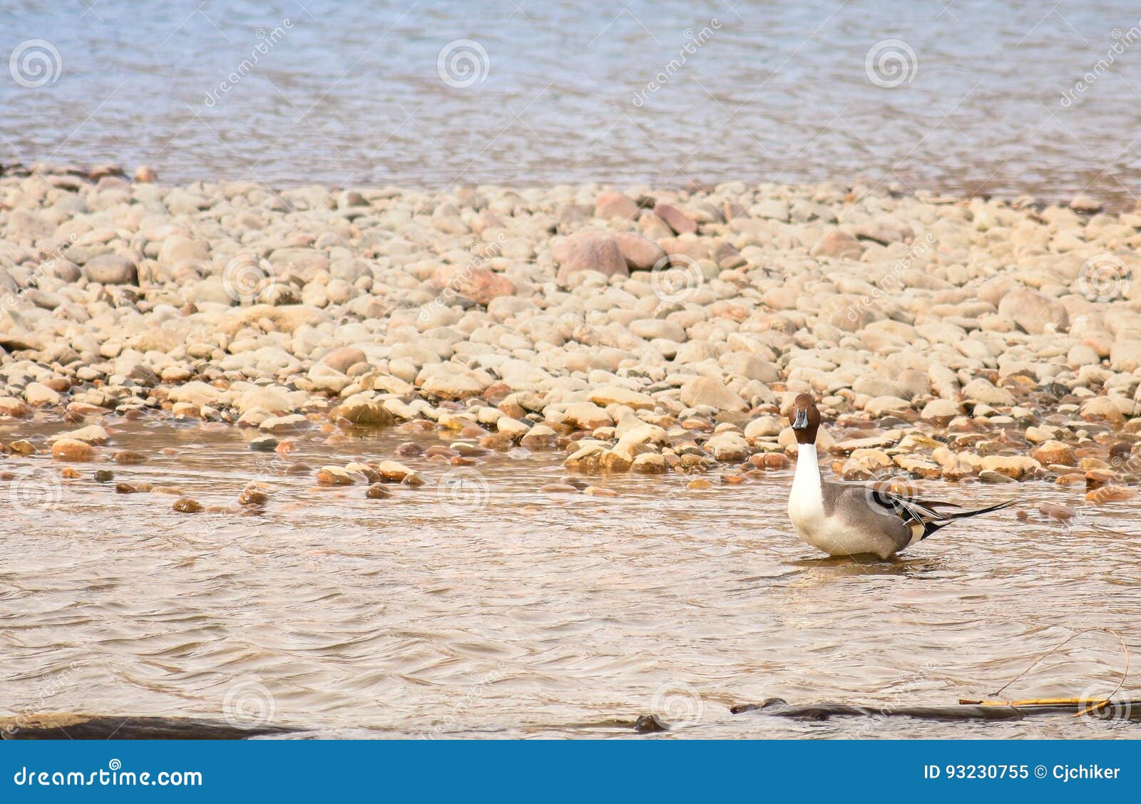 Mallard Duck on Rocks image stock. Image of postes, chance - 93230755
