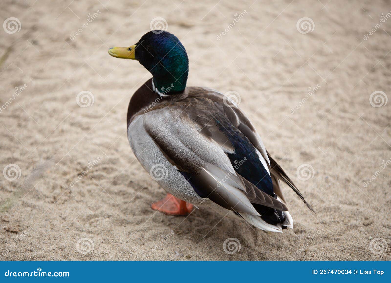 Mallard Duck on sand stock photo. Image of wooden, mallard - 267479034