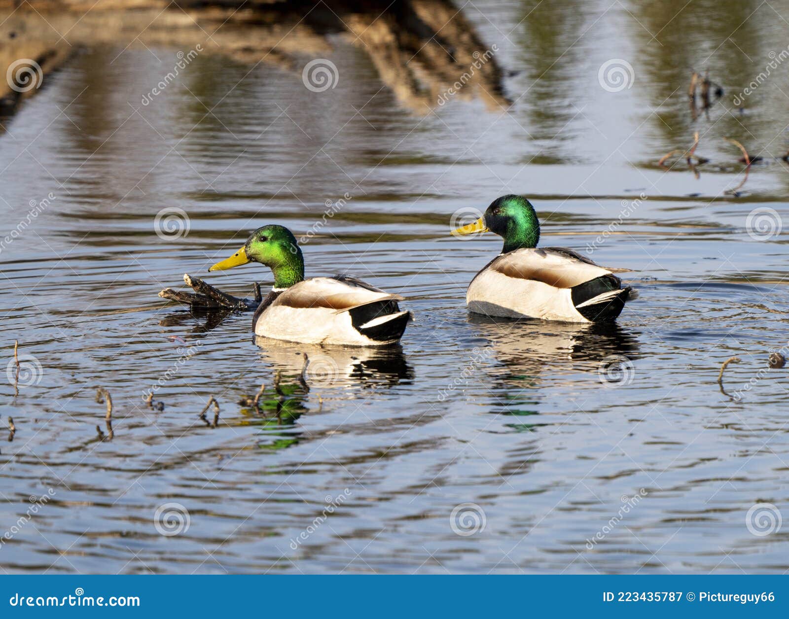 Mallard Duck Saskatchewan stock image. Image of wildlife - 223435787