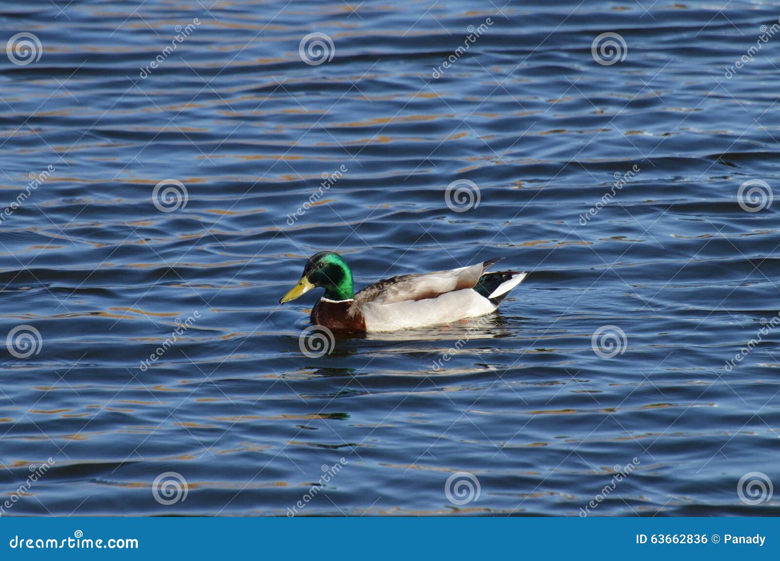 Mallard Duck Serene Floating on Ruffled Pond Stock Photo - Image of ...