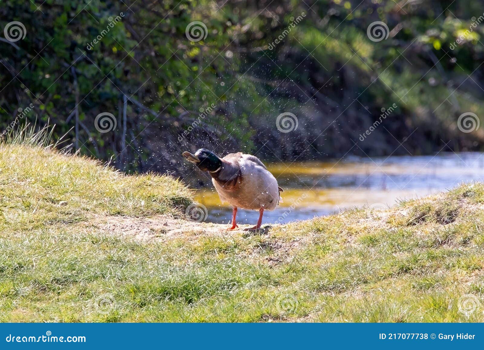 A Mallard Duck Shaking Its Head after Leaving Water Stock Photo - Image ...