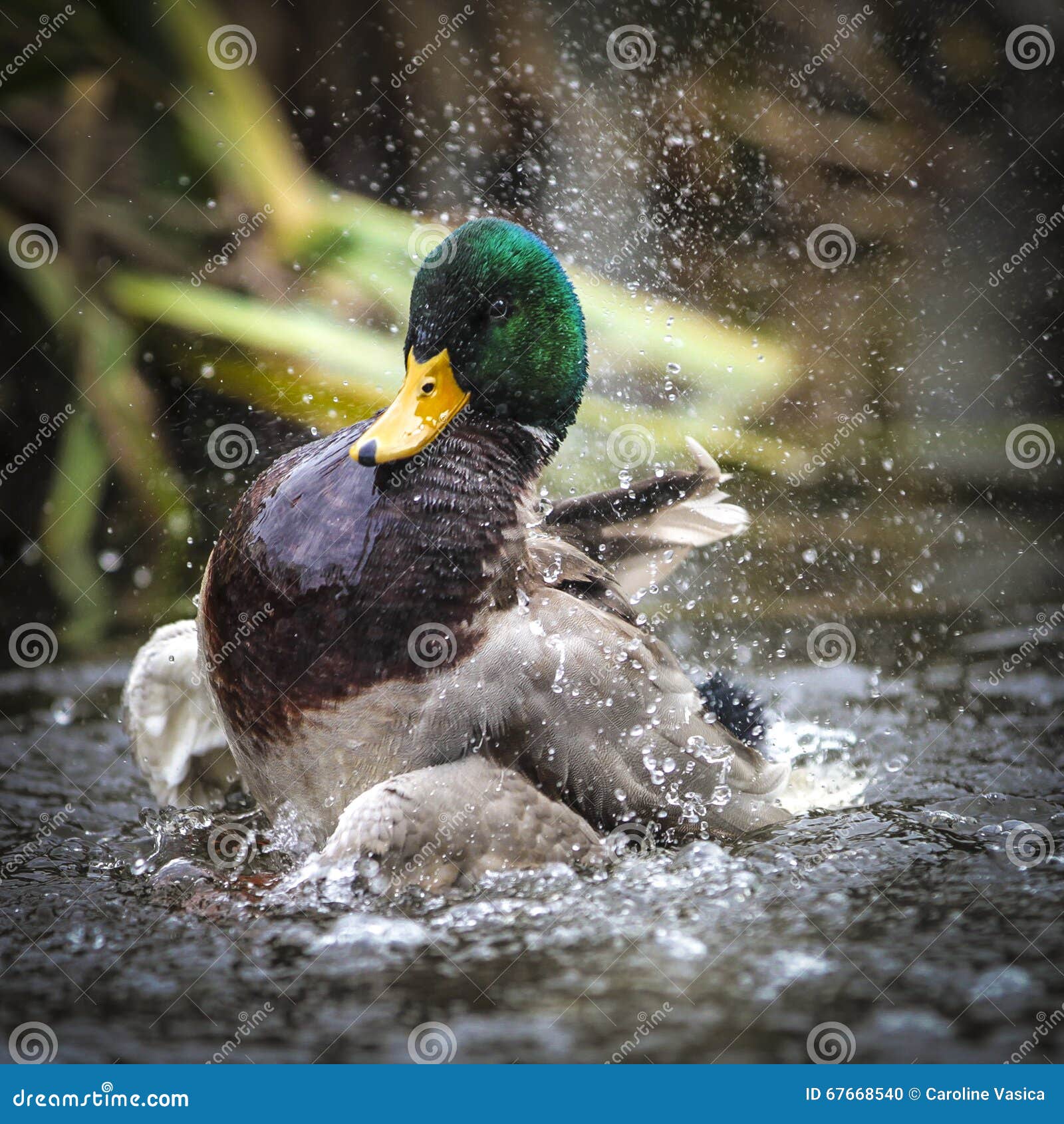 Mallard Duck Shaking Off Water Stock Photo - Image of bird, shaking ...