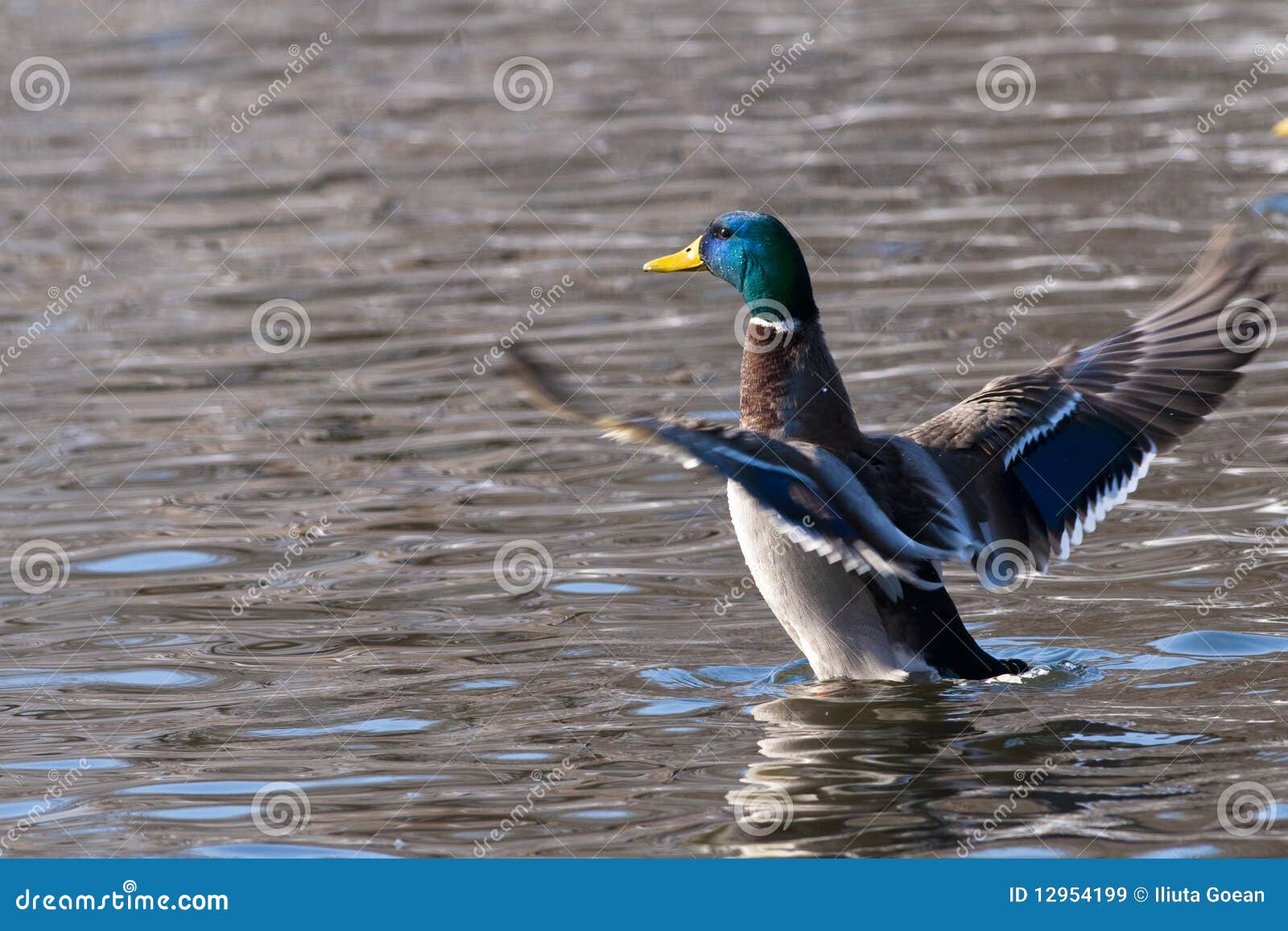 Mallard Duck shaking wings stock image. Image of winter - 12954199