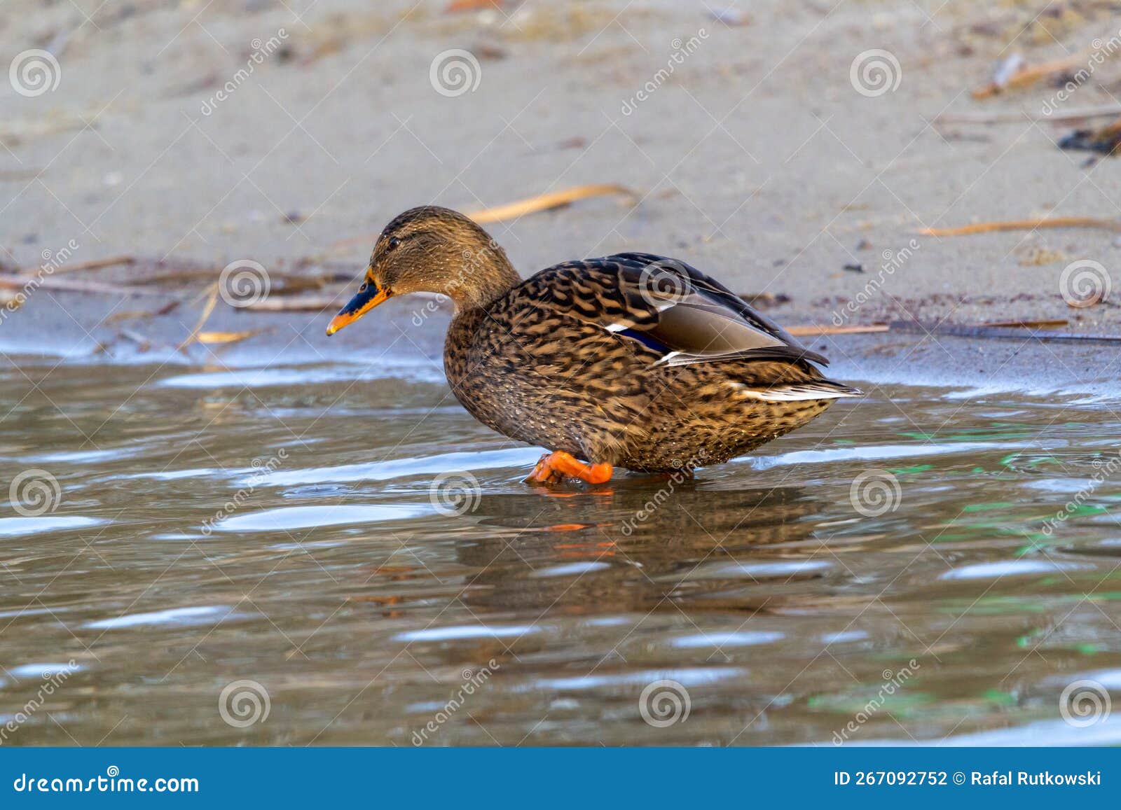 Mallard Duck on the Shore of the Lake or River Stock Photo - Image of ...